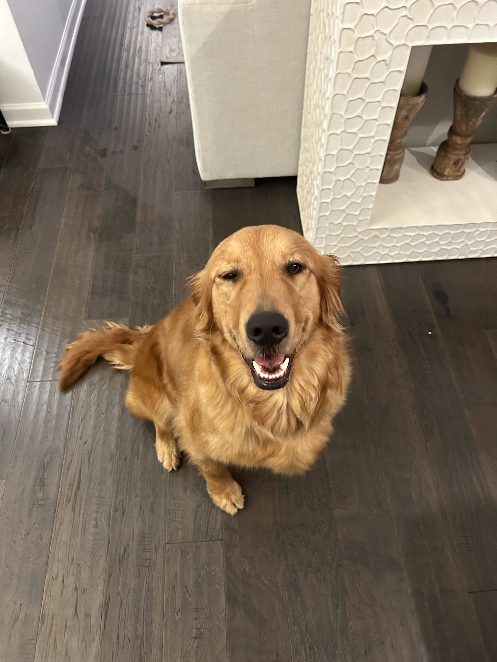Dog for Adoption - Maple, a Golden Retriever in Versailles, IN | Alpha Paw