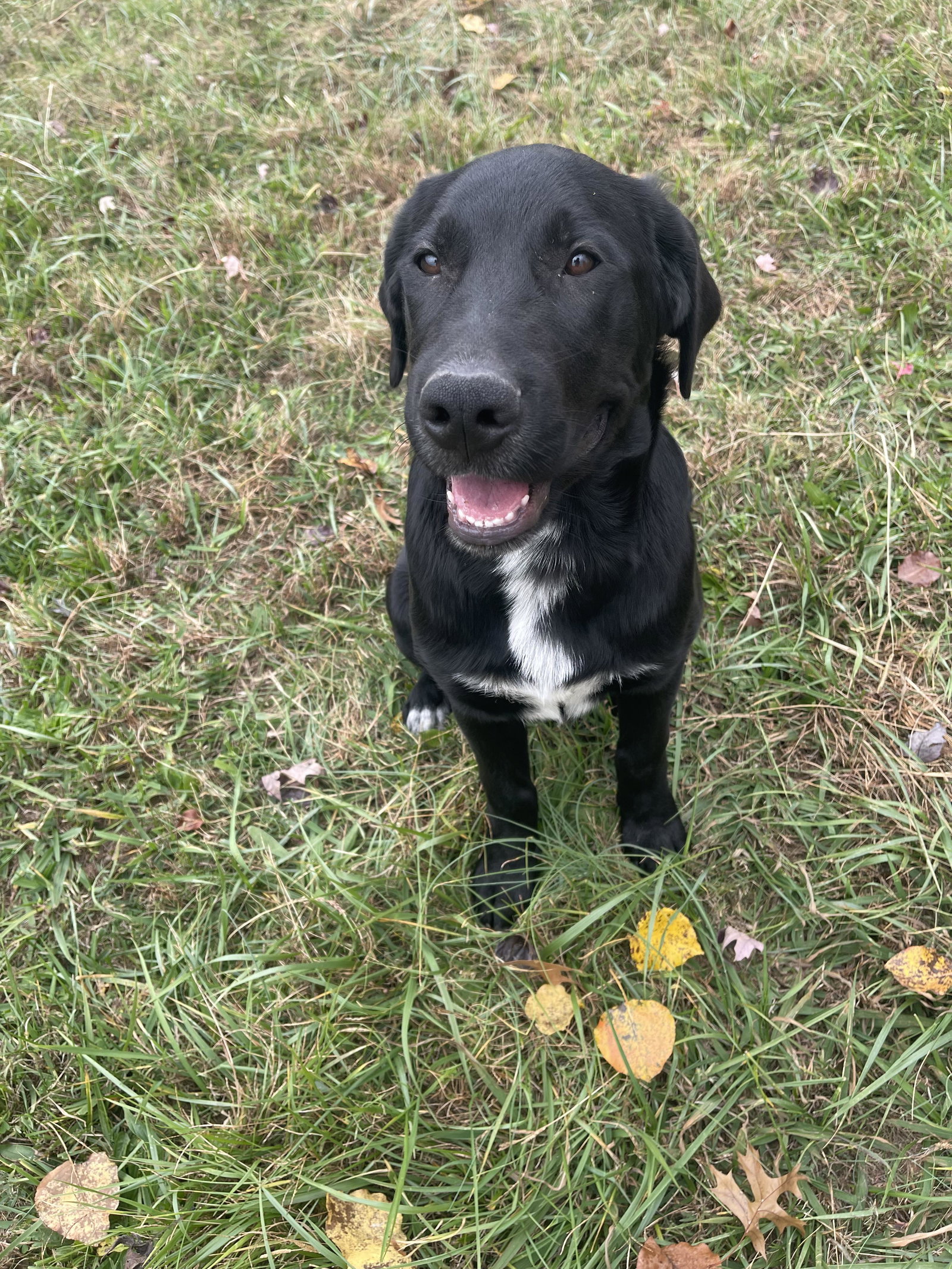 Dog for Adoption - Ryder, a Labrador Retriever in Jefferson County, IN ...