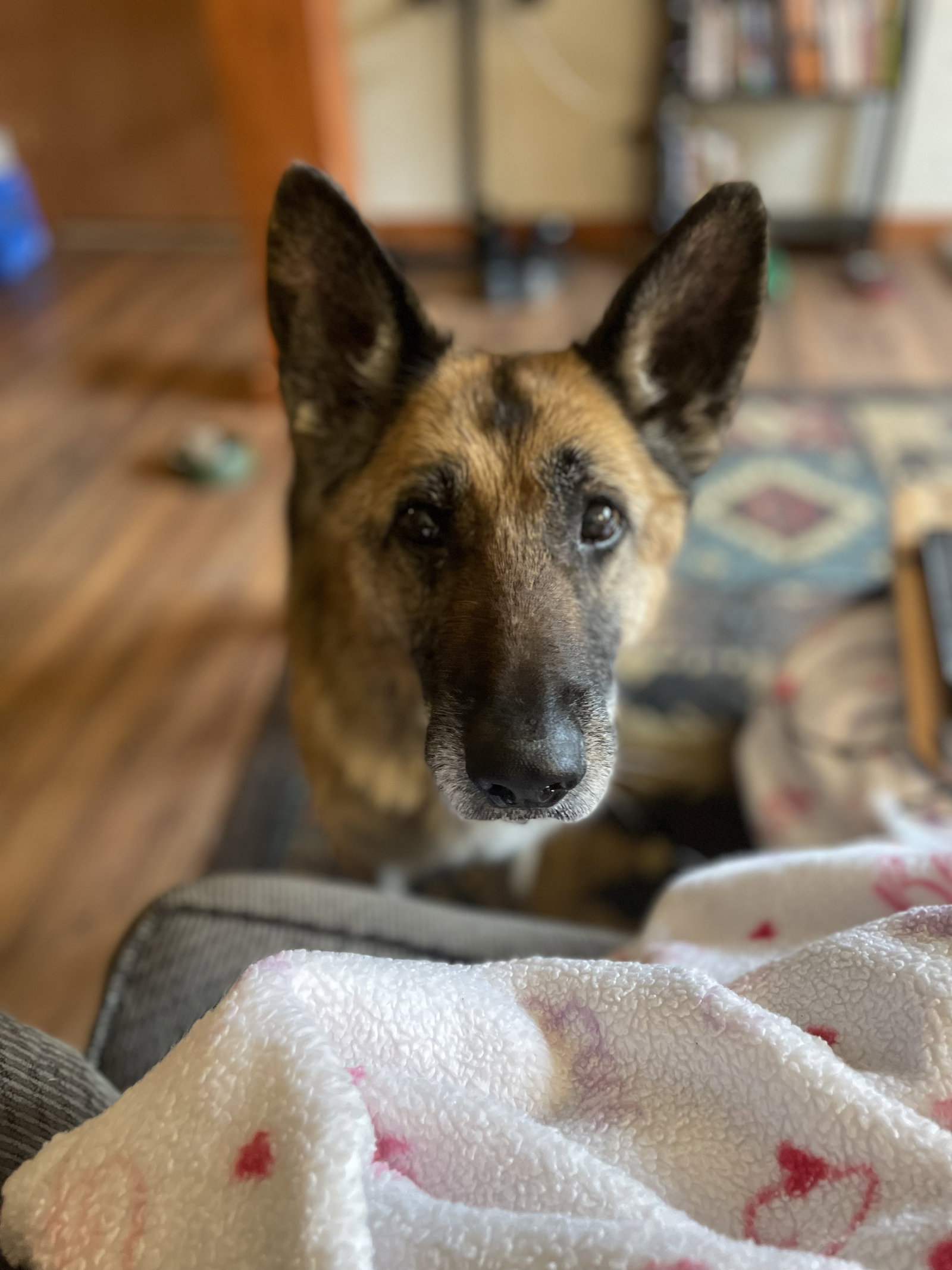 Dog for Adoption - Meemaw, a German Shepherd Dog in Spencer, IN | Alpha Paw