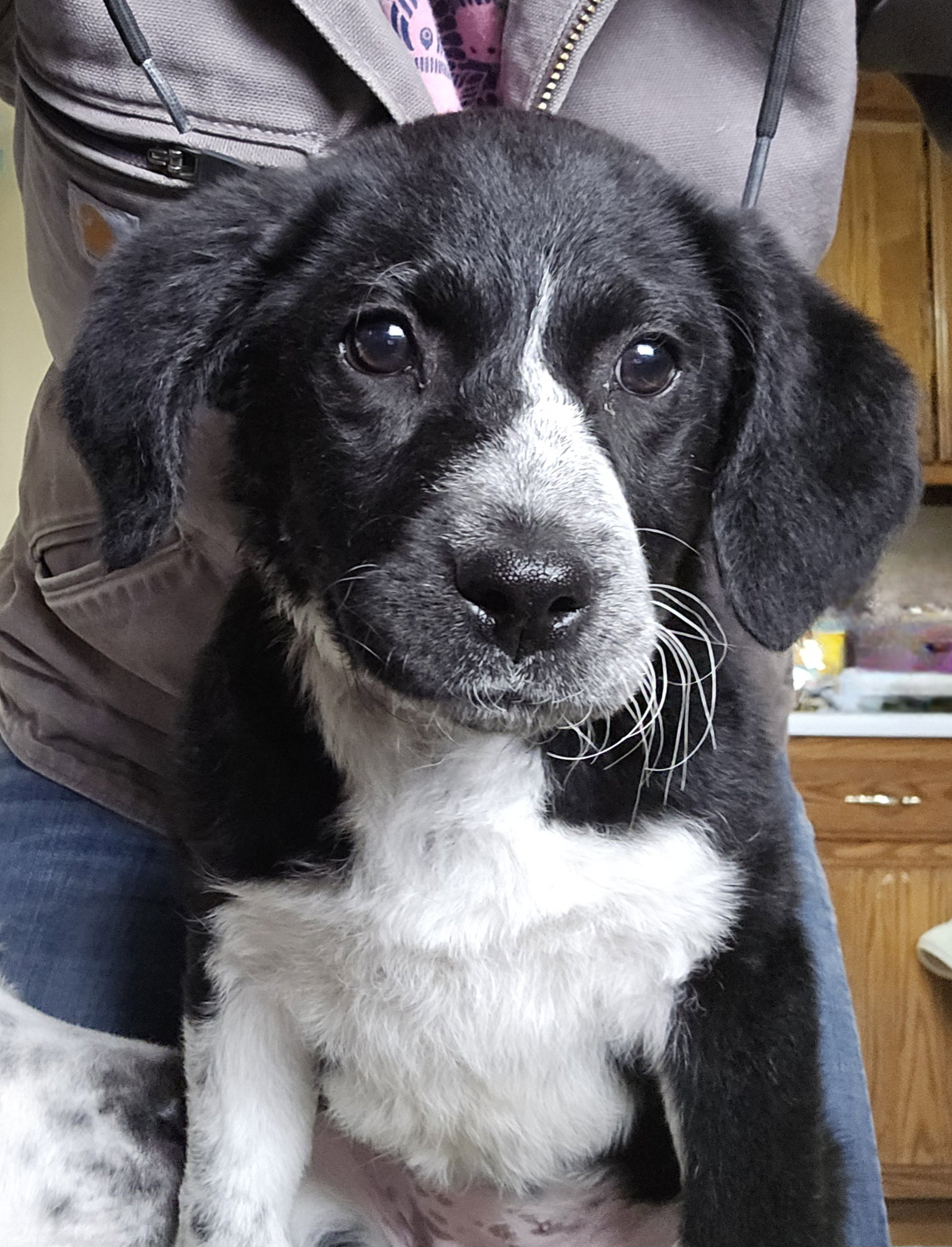 Dog for Adoption - Layla, a Border Collie in Shelbyville, IN | Alpha Paw