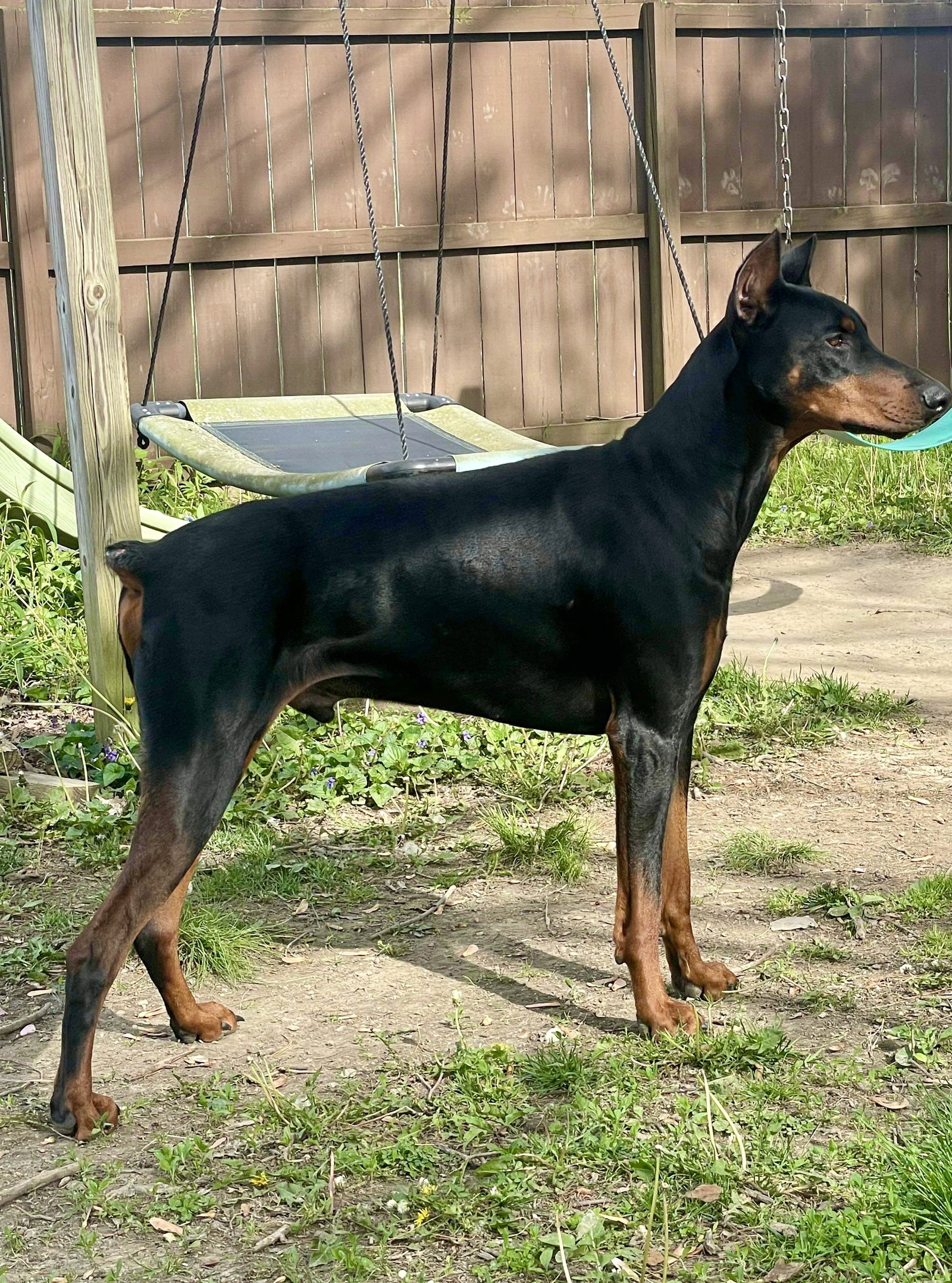 Dog for Adoption - VanZant, a Doberman Pinscher in Mccordsville, IN ...