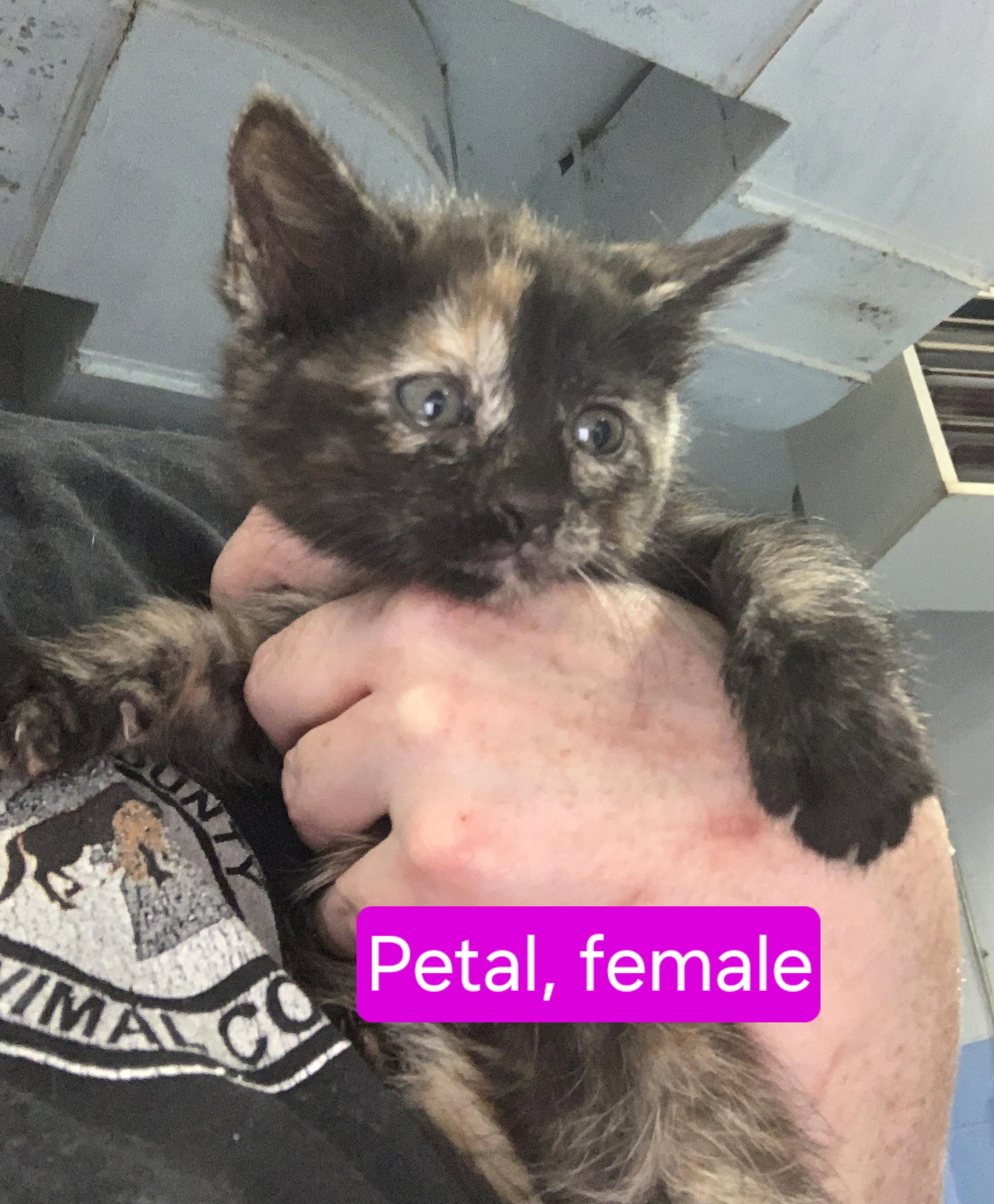Petal's Web Page