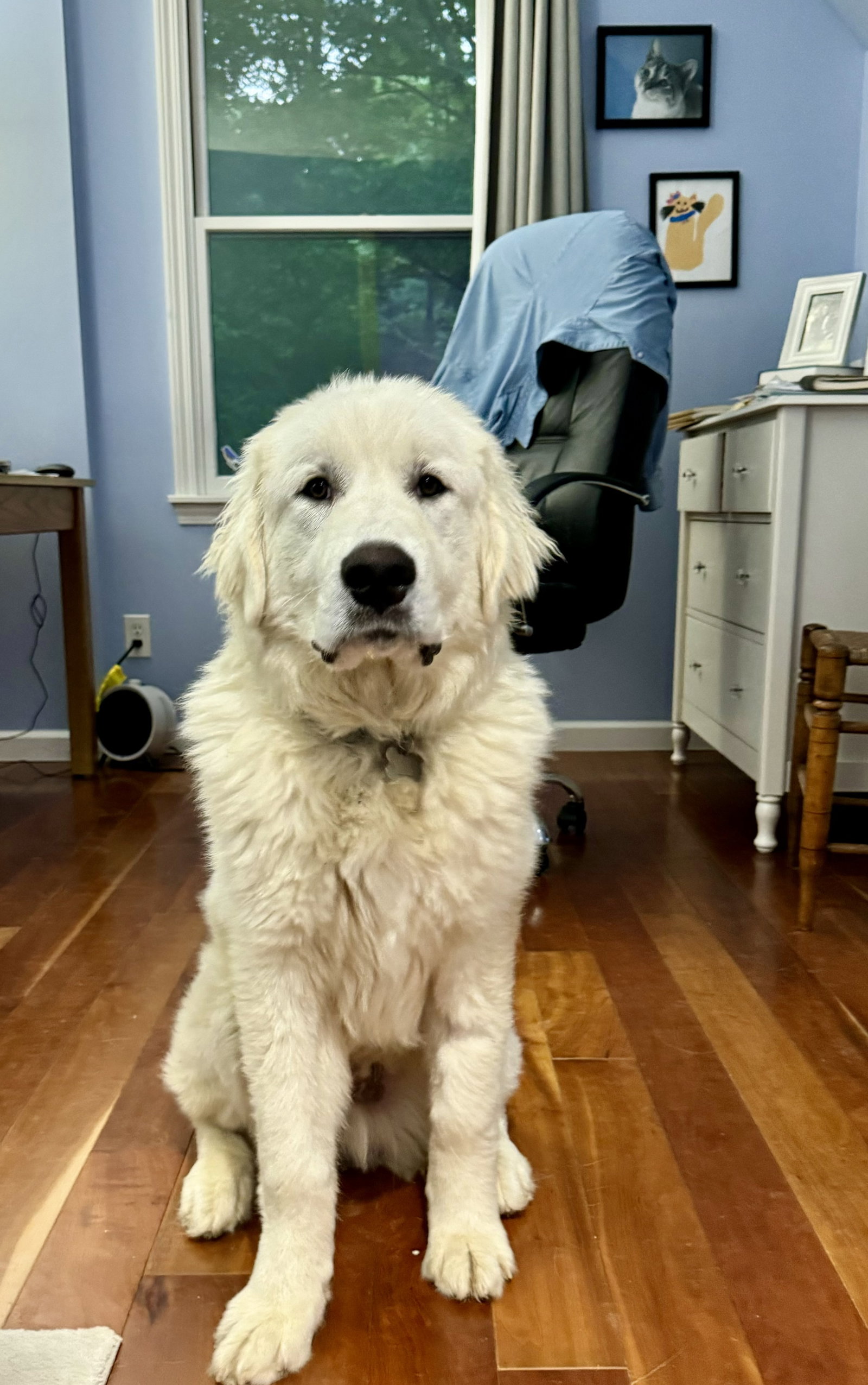 Dog for Adoption - Murphy, a Great Pyrenees in Batesville, IN | Alpha Paw