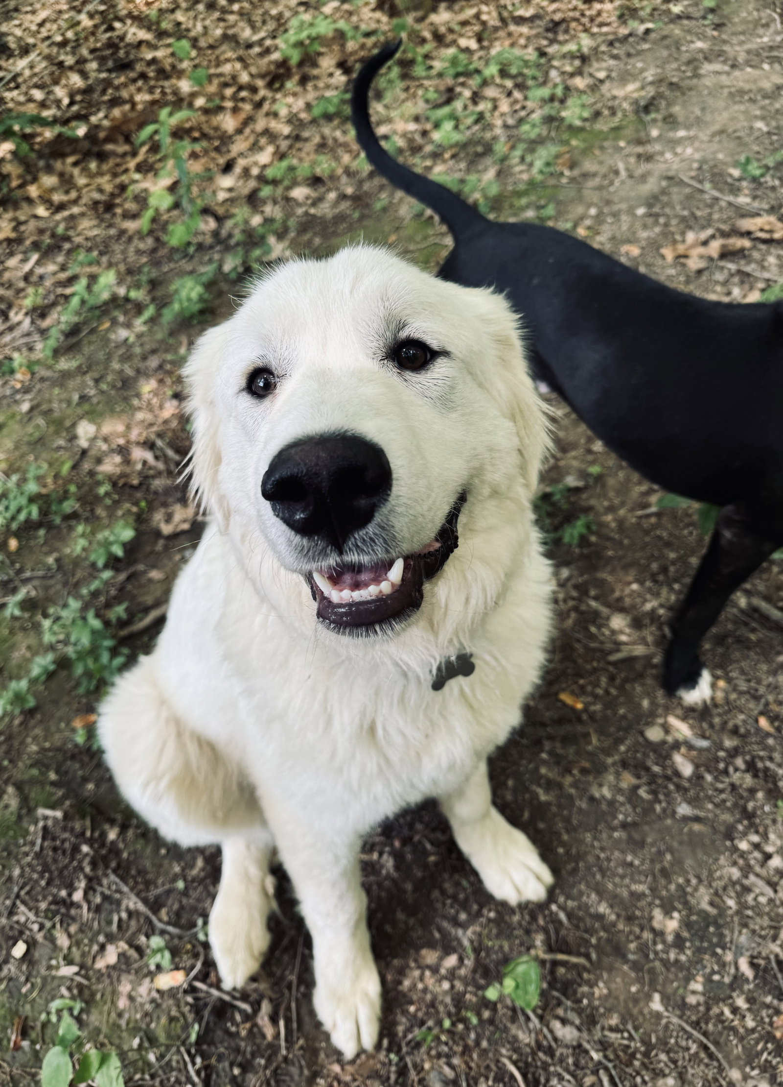Dog for Adoption - Murphy, a Great Pyrenees in Batesville, IN | Alpha Paw