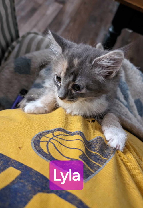 Lyla's Web Page