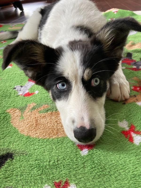 Dog for Adoption - Mable, a Border Collie in Milan, IN | Alpha Paw