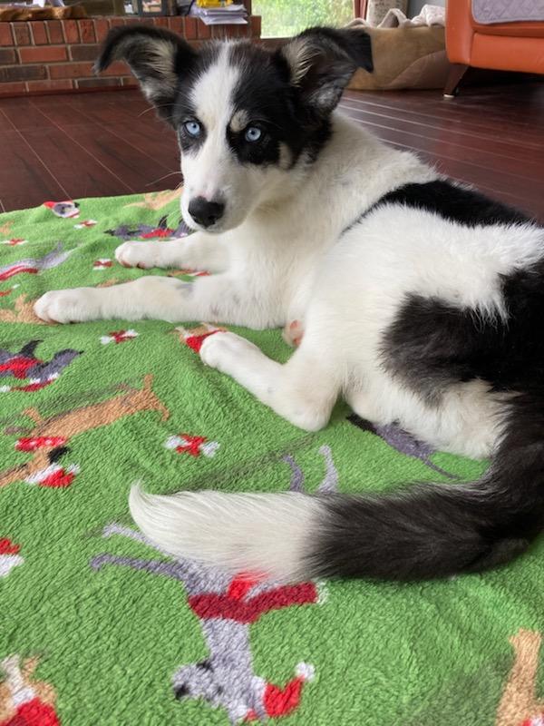Dog for Adoption - Mable, a Border Collie in Milan, IN | Alpha Paw