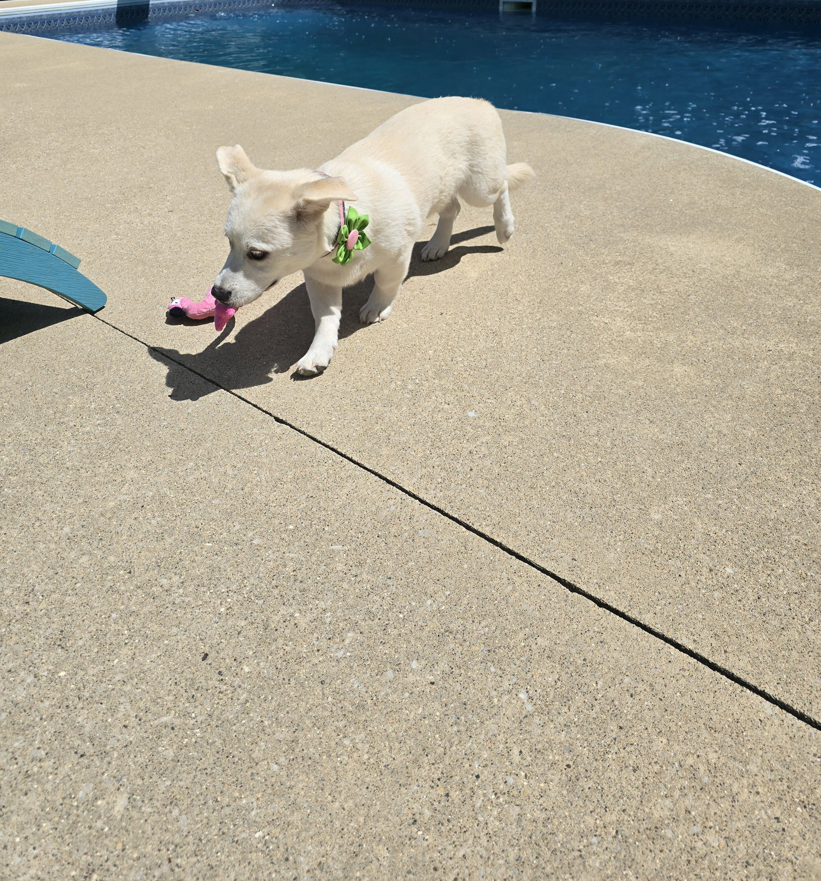 Dog for Adoption - Lacey, a Labrador Retriever in Salem, IN | Alpha Paw