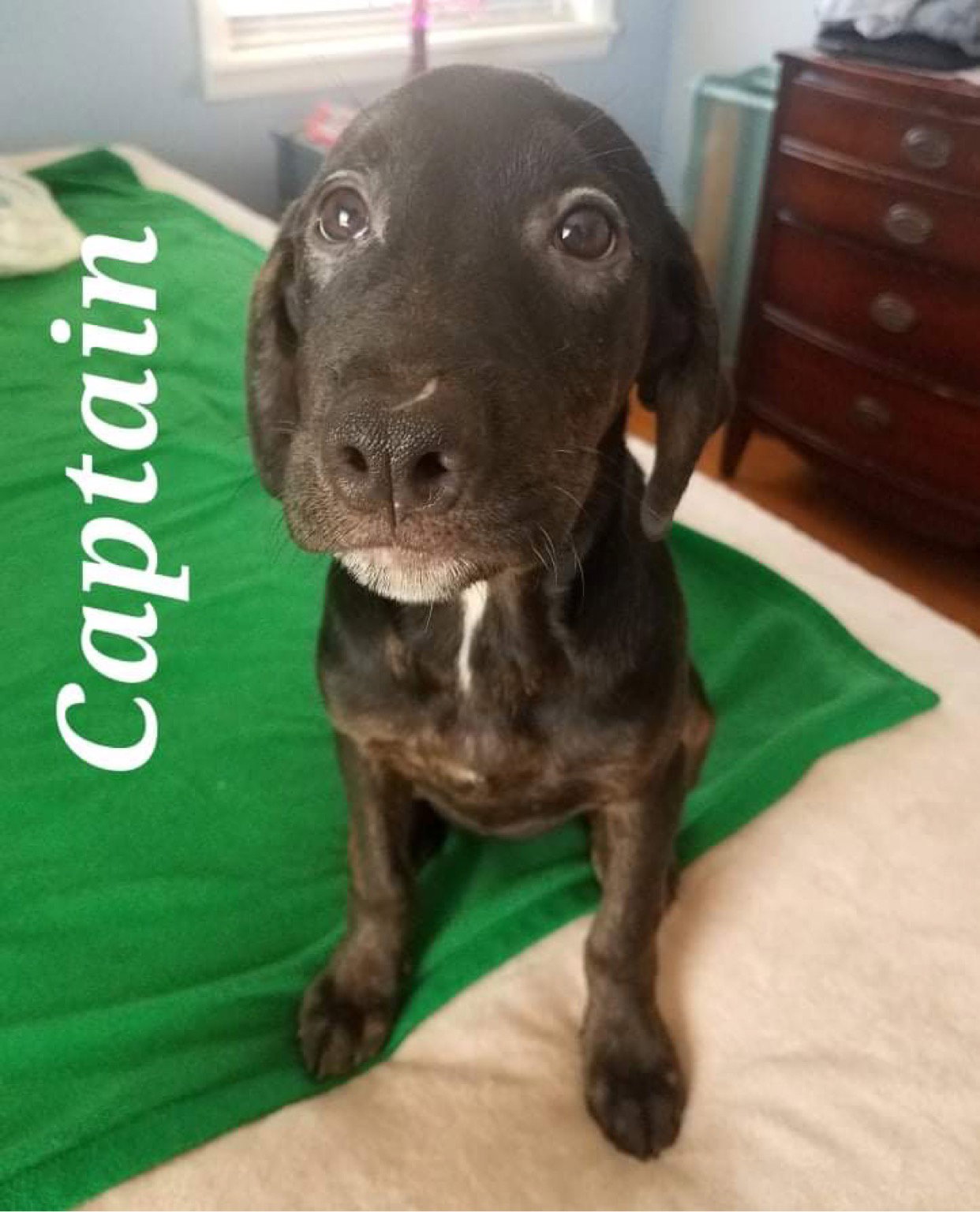 Captain (Lab mix)'s Web Page