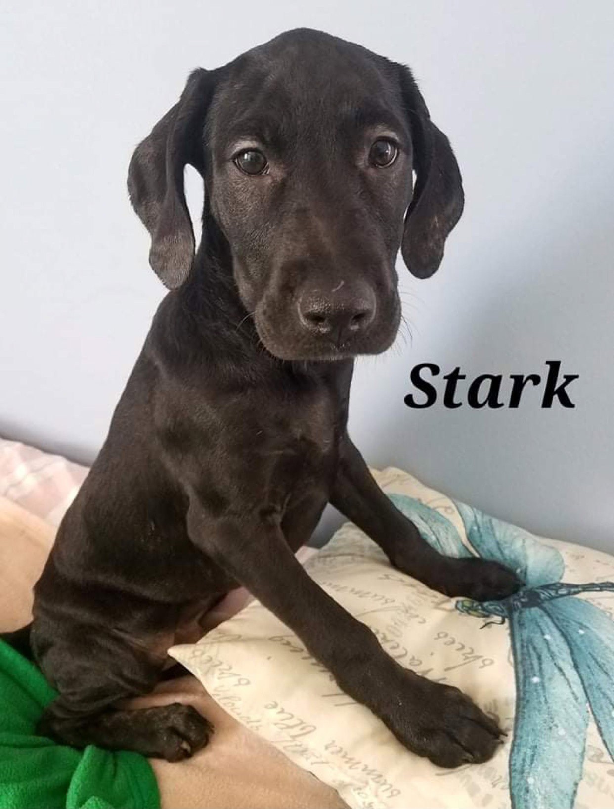 Stark's Web Page