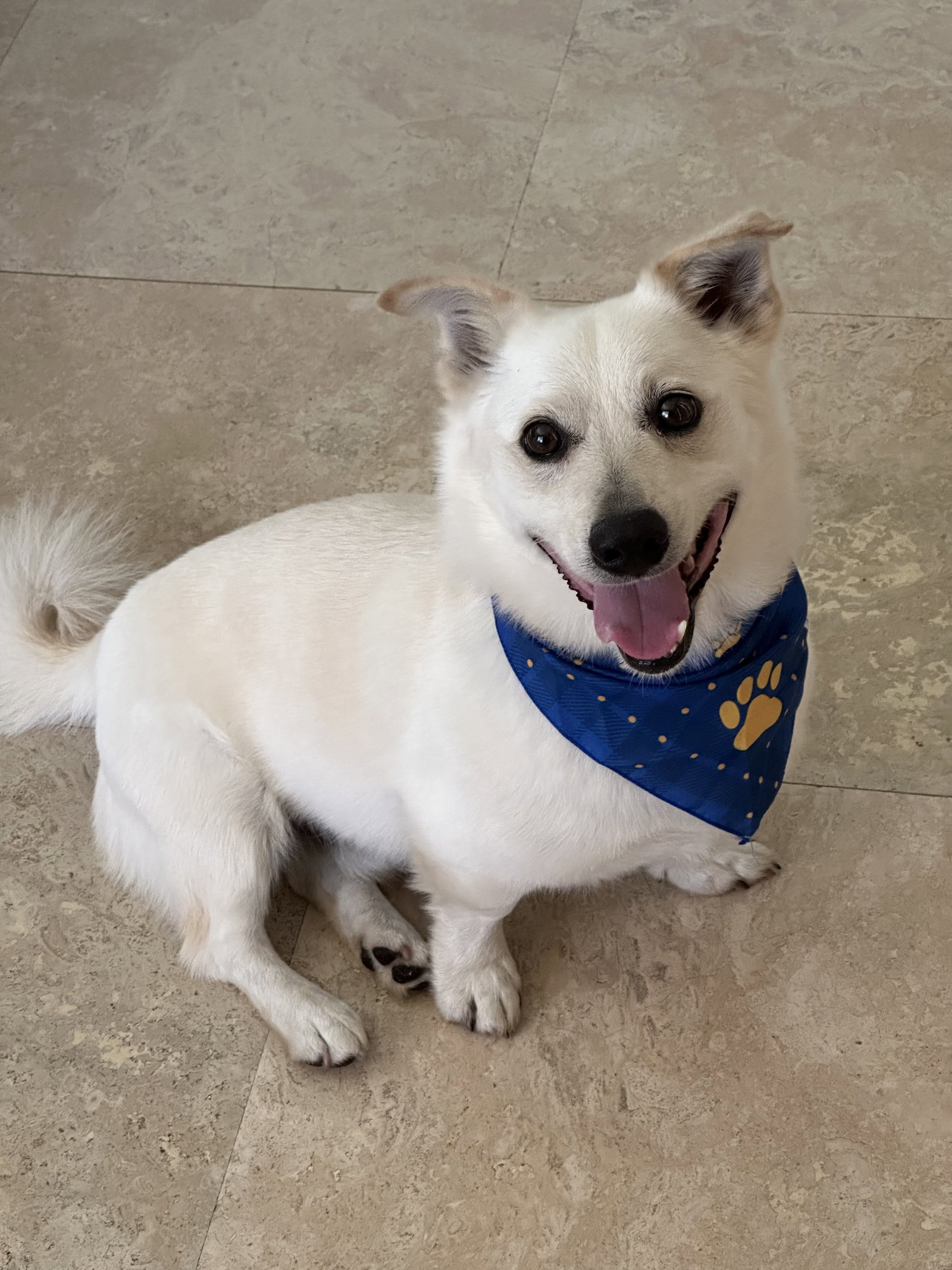 Dog for Adoption - Nicky, a Corgi in West Hollywood, FL | Alpha Paw