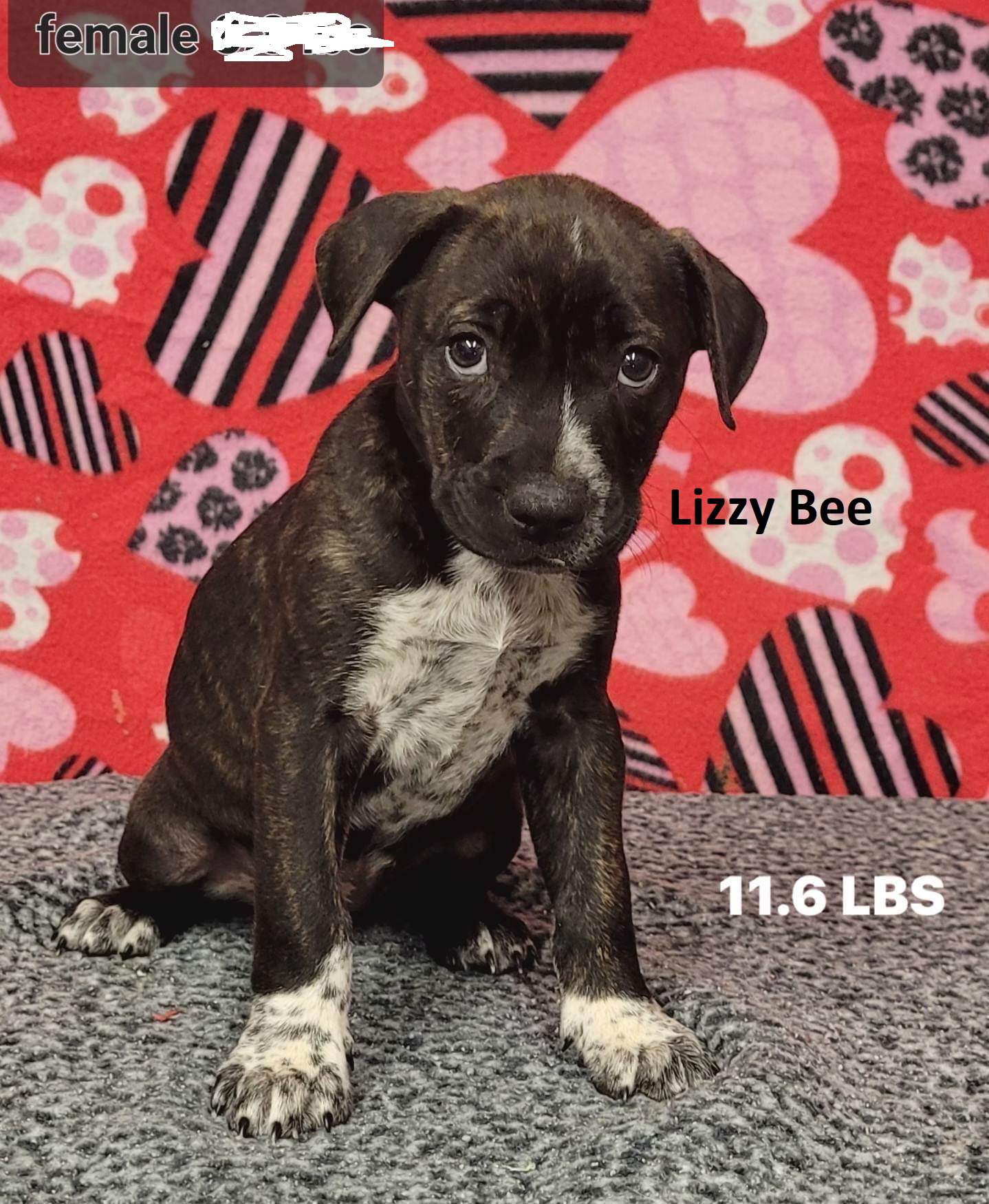 Lizzy Bee's Web Page