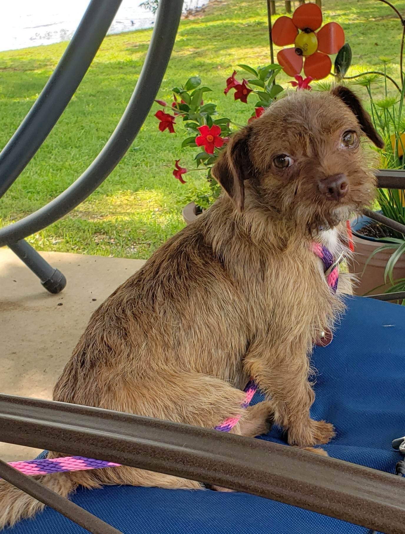 Buddy's Web Page