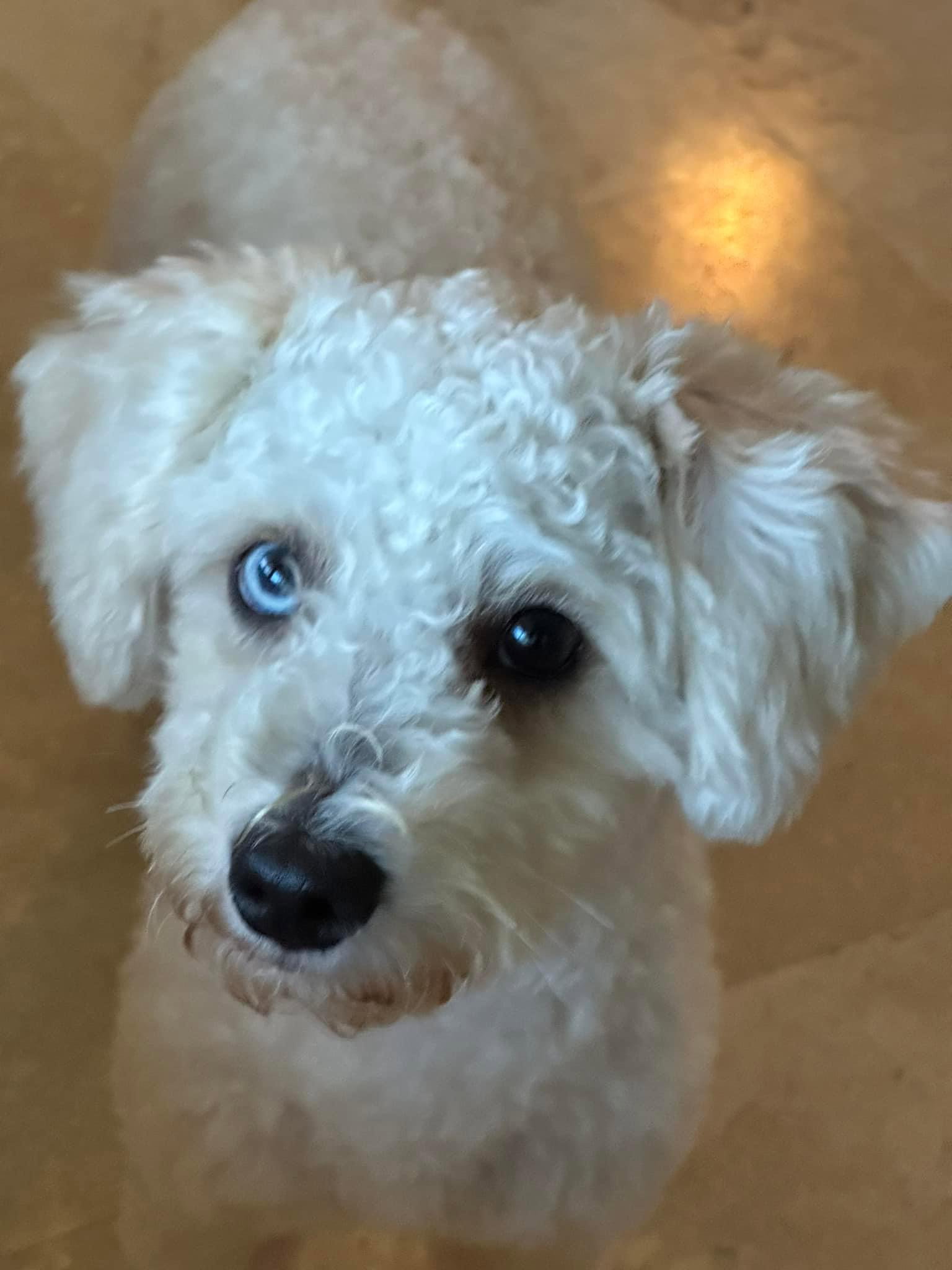 Casper the poodle *'s Web Page