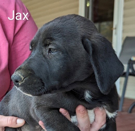 Dog for Adoption - Jax *, a Labrador Retriever in Stuart, FL | Alpha Paw
