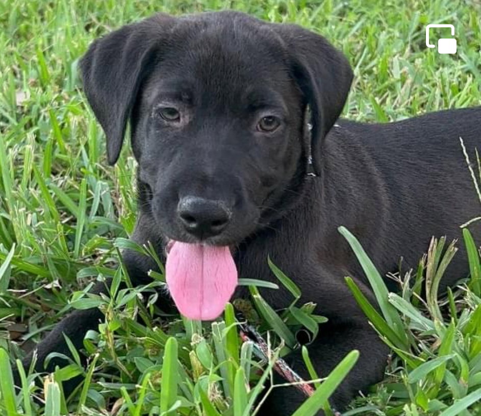Dog for Adoption - Jax *, a Labrador Retriever in Stuart, FL | Alpha Paw