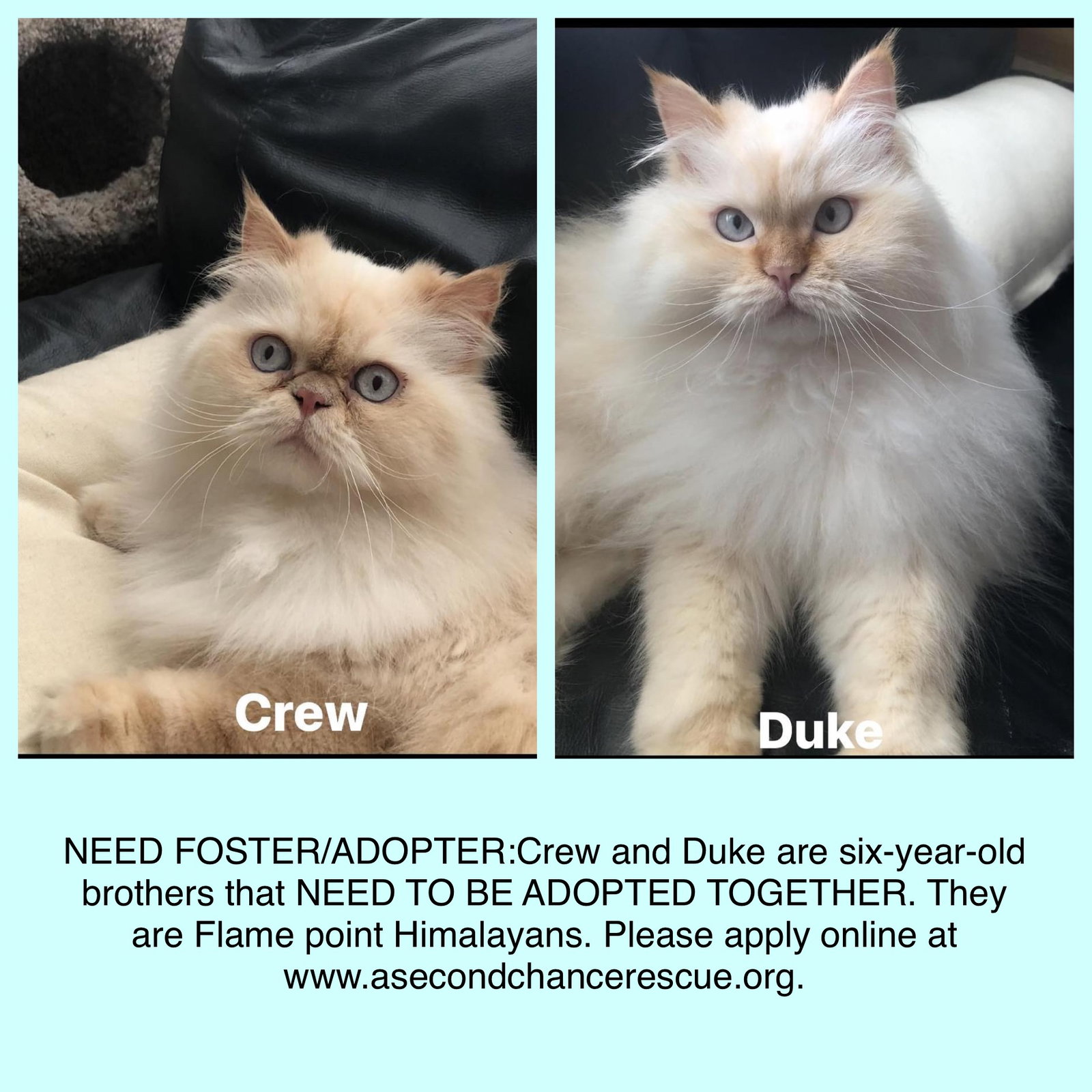 Crew and Duke *'s Web Page