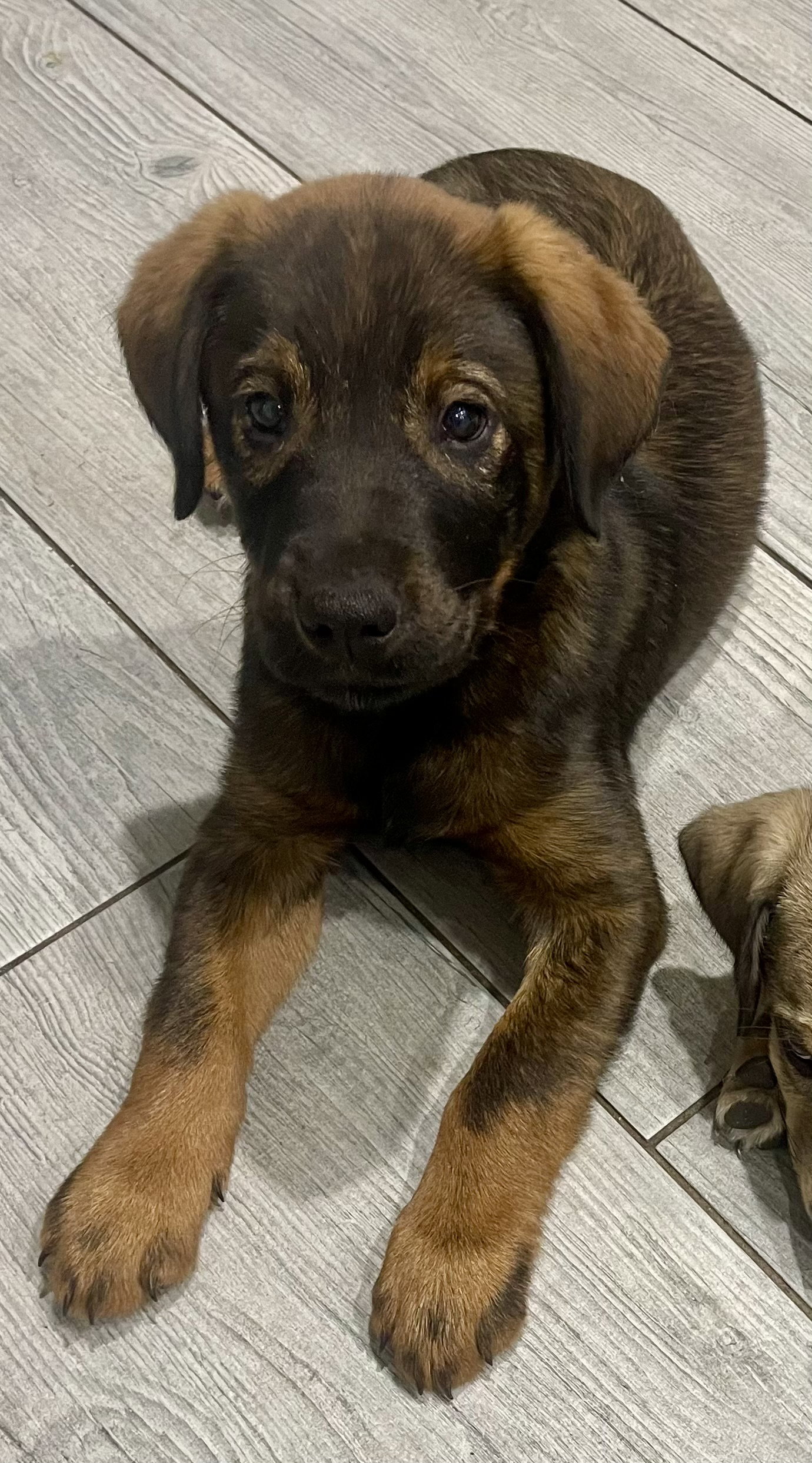 Duke *'s Web Page