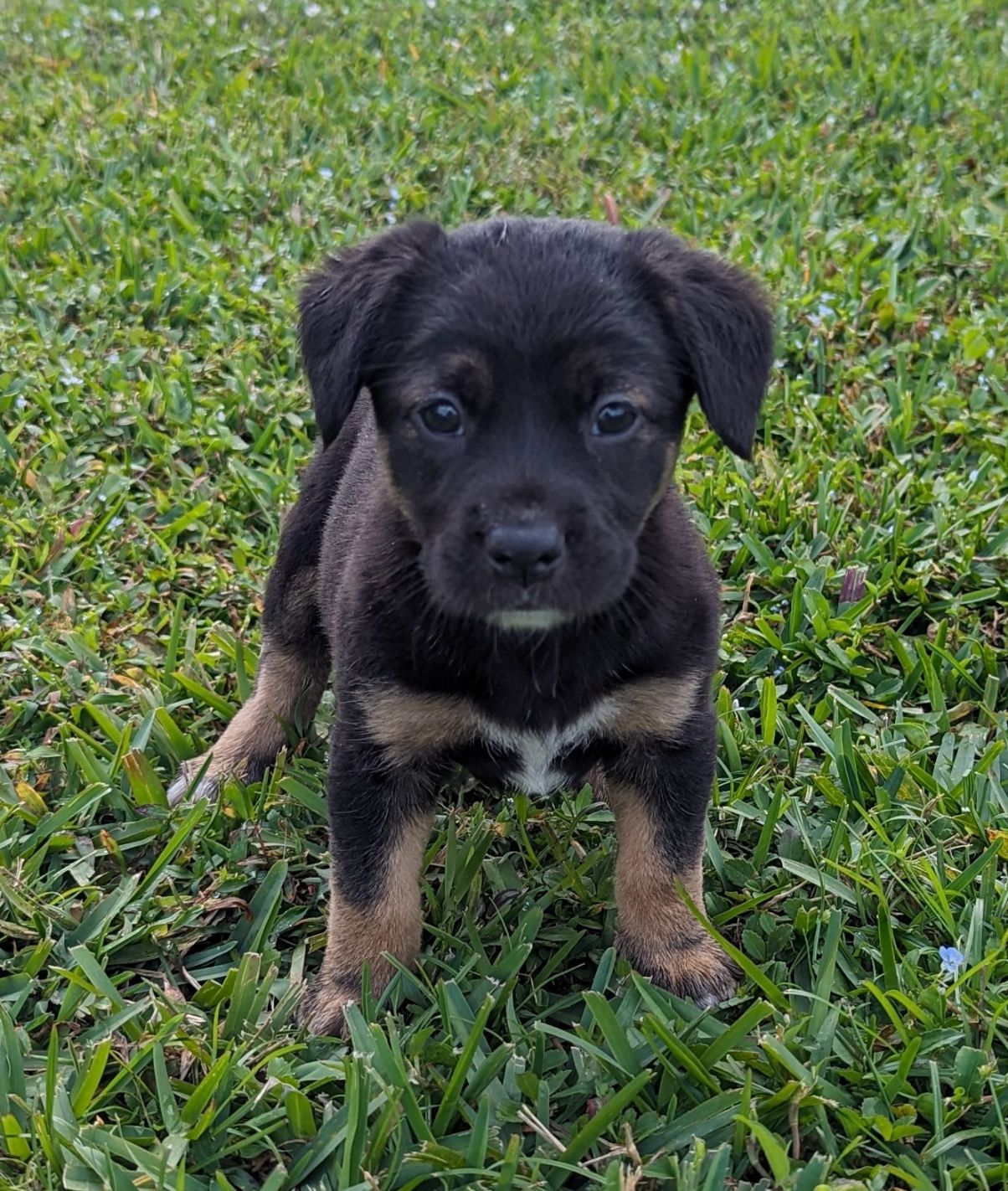 Gracie *'s Web Page