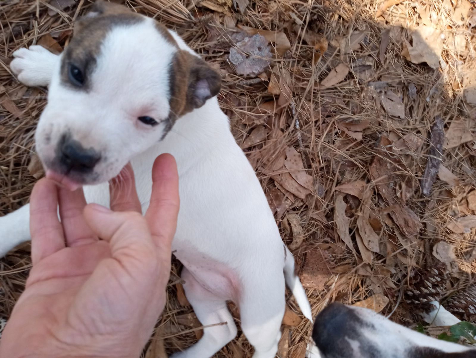 Dog for Adoption - Lucy *, a Labrador Retriever in River Park, FL ...