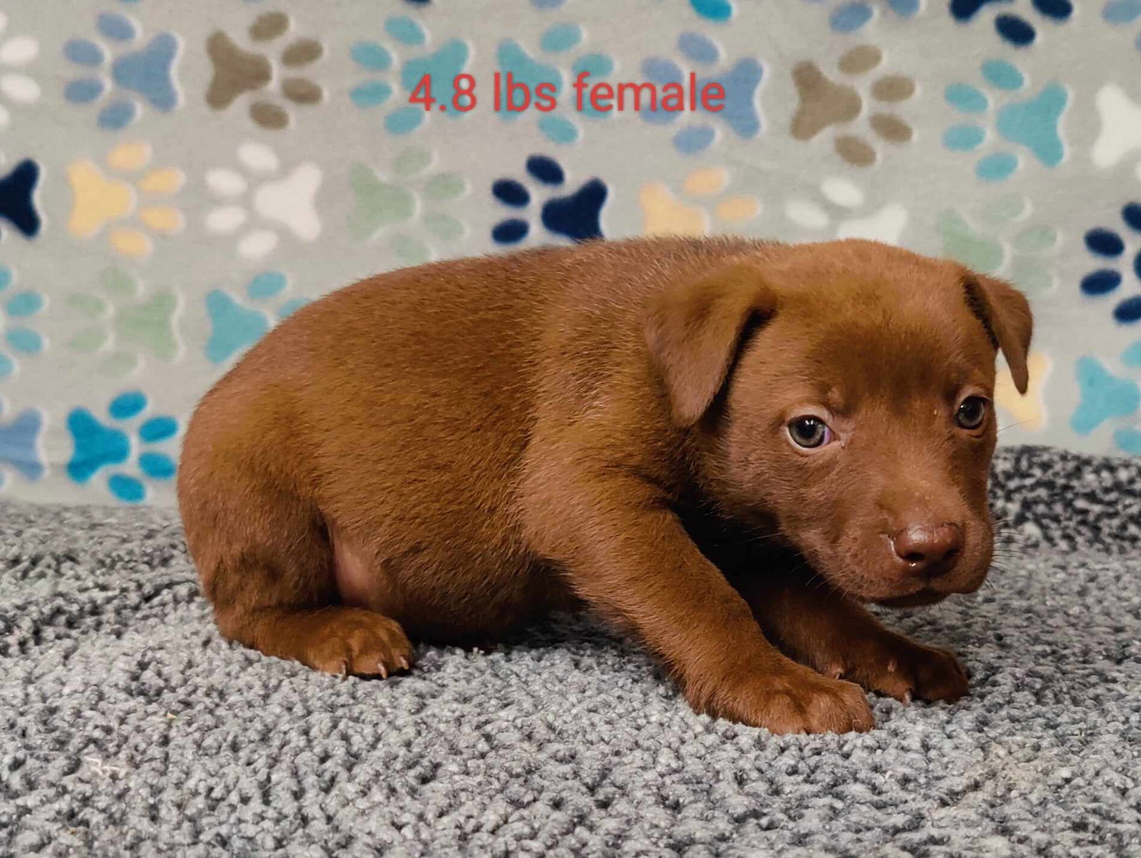 Violet (puppy) *'s Web Page