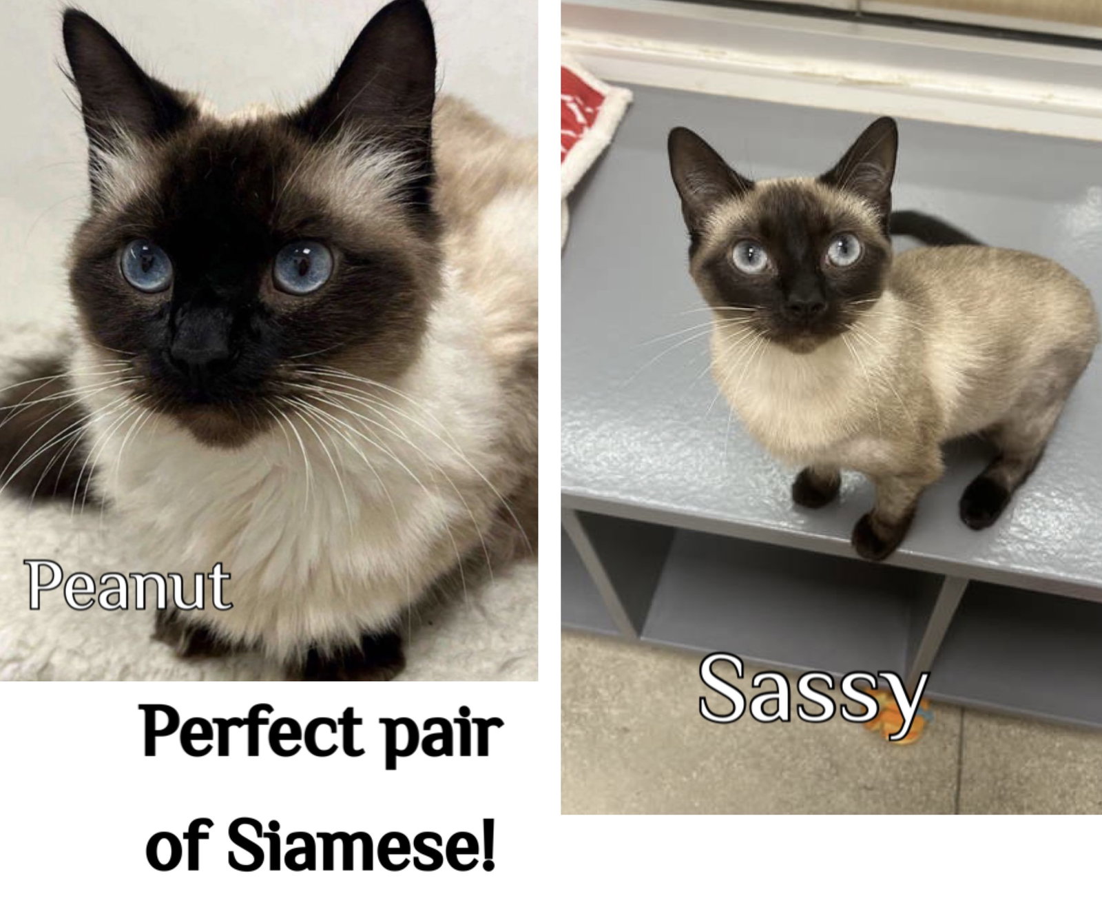 Peanut and Sassy *'s Web Page