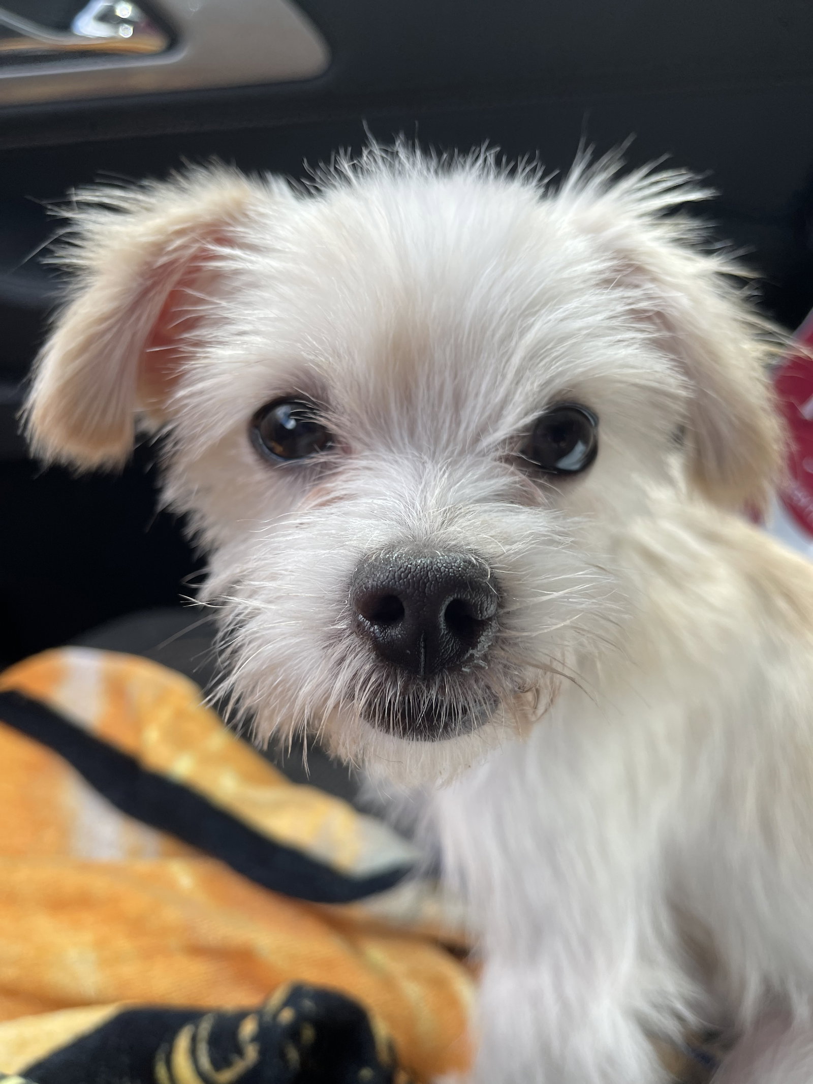 Biscuit*'s Web Page