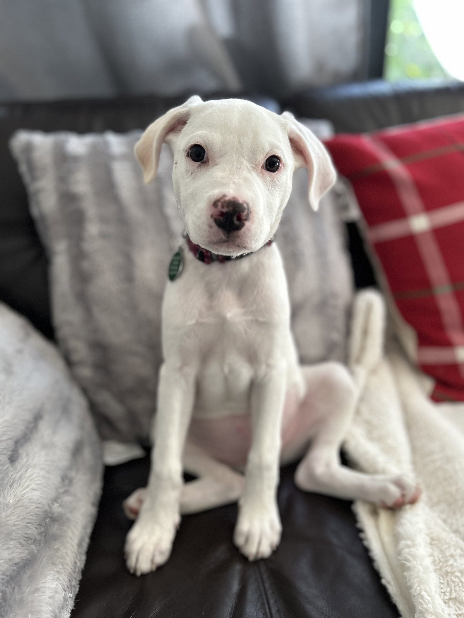 Gidget (puppy) *'s Web Page