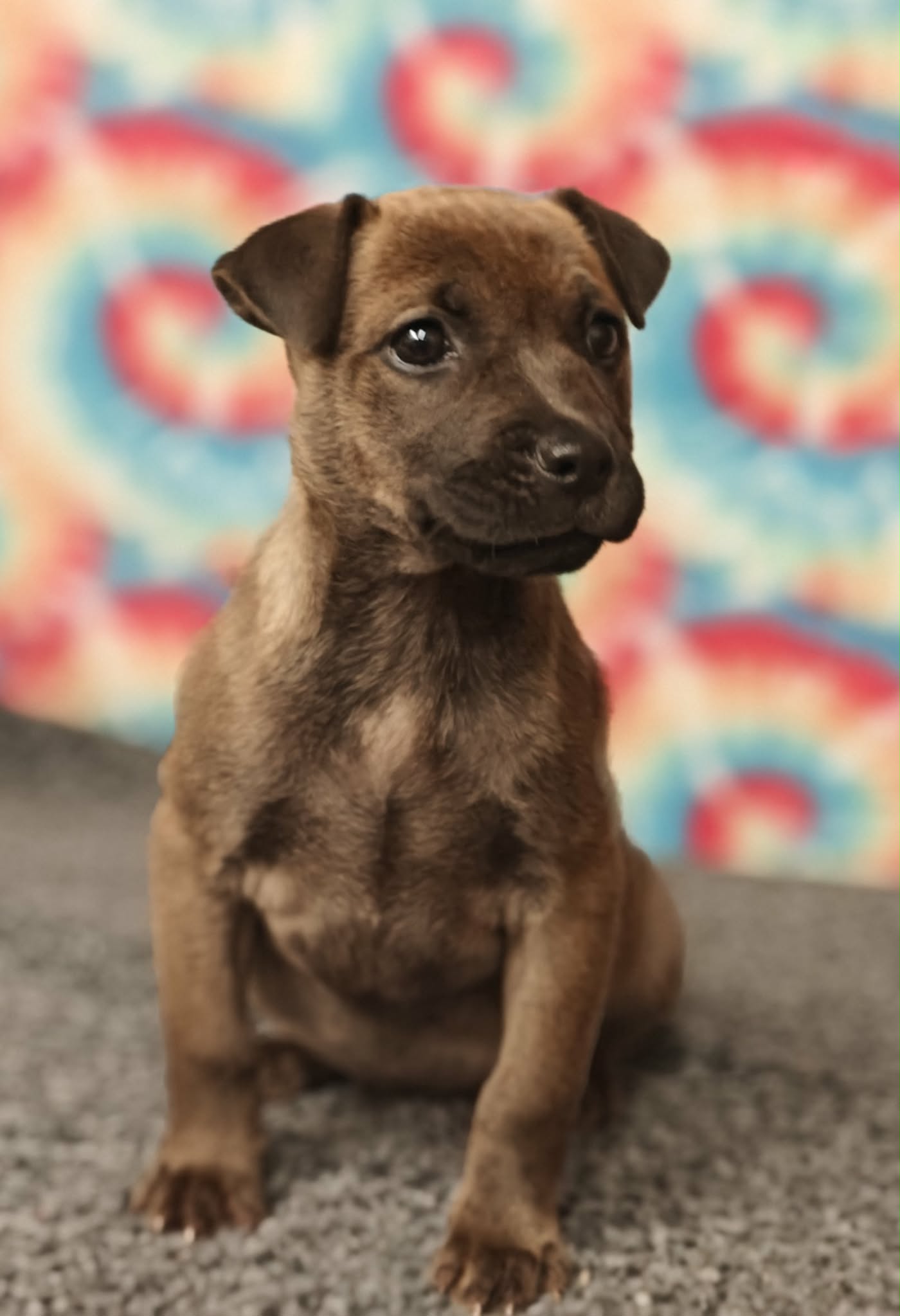 Roux *'s Web Page