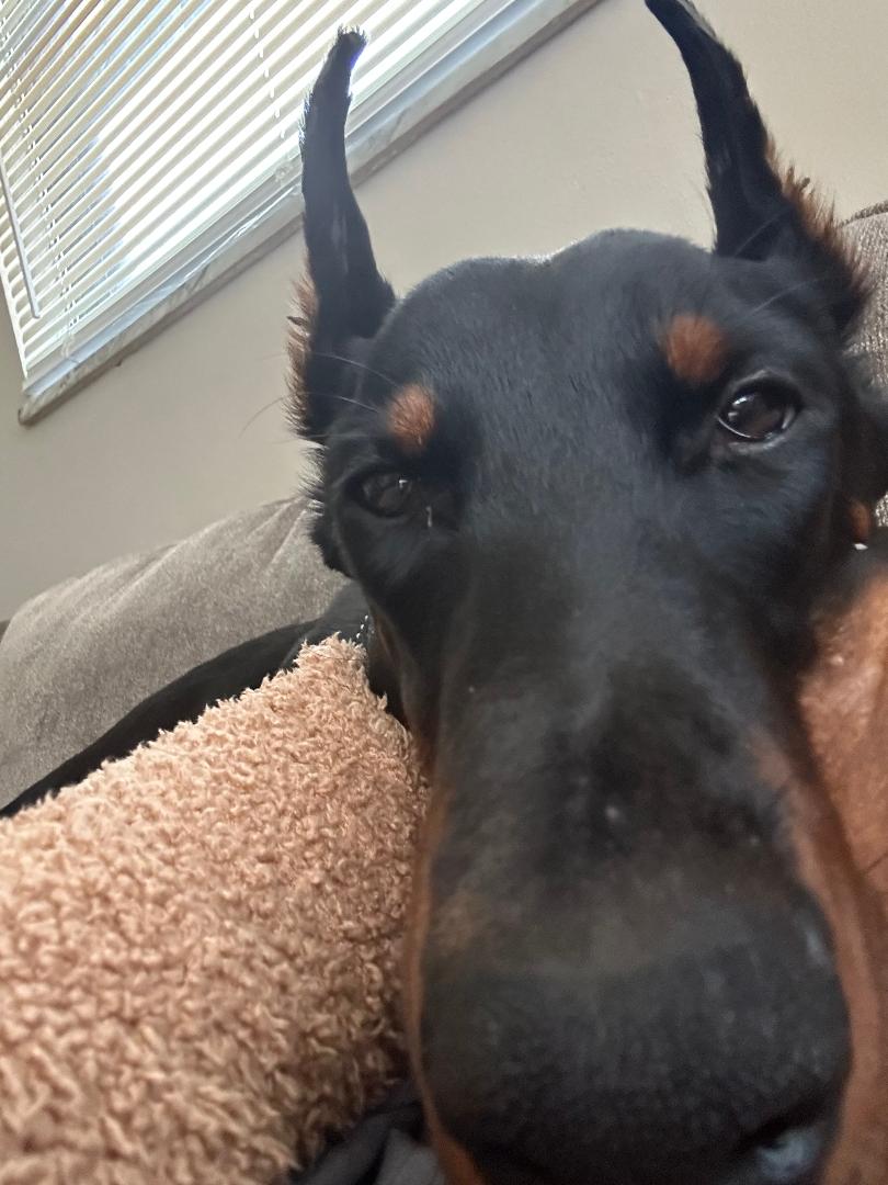 Dog for Adoption - Maverick/George, a Doberman Pinscher in Roodhouse ...
