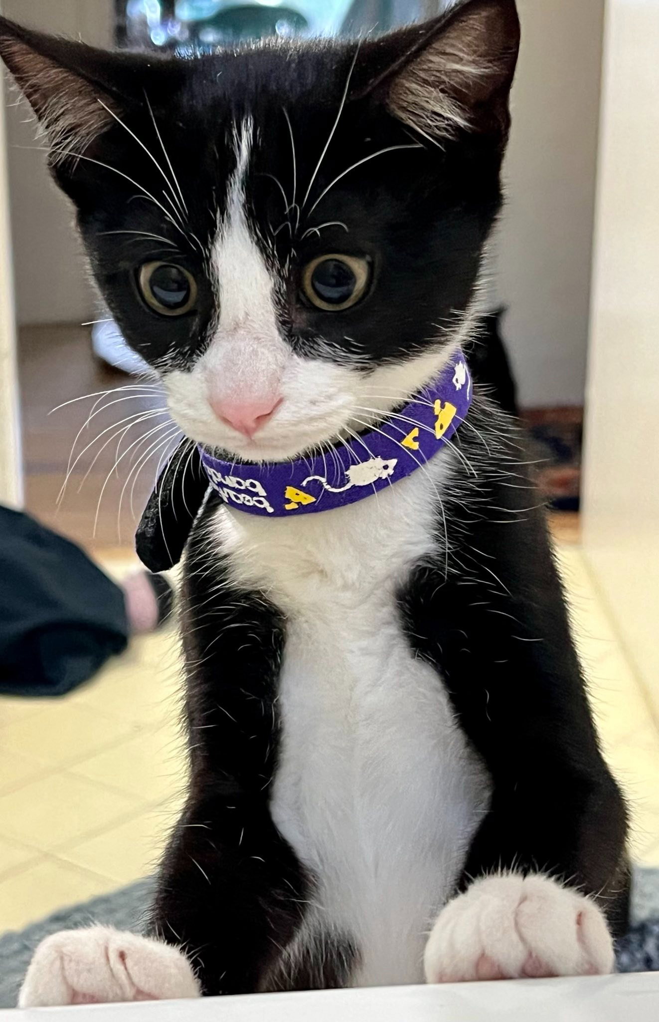 Cats for Adoption in Tigard, Oregon | Alpha Paw