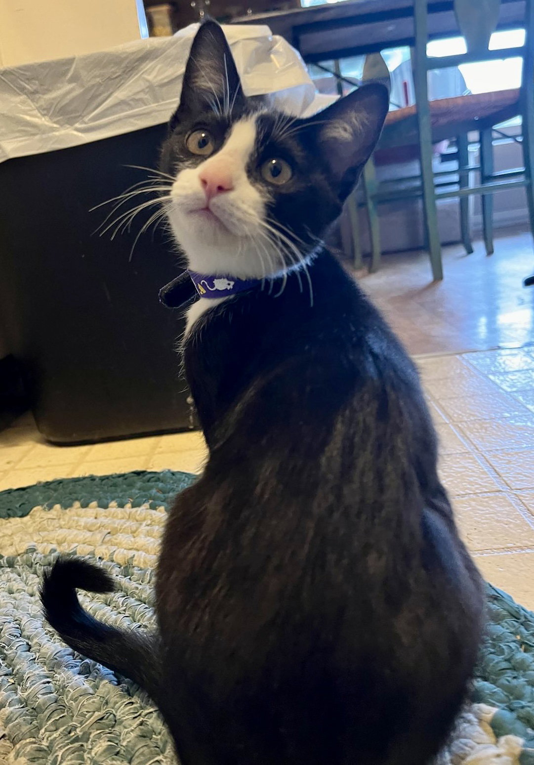 Cats for Adoption in Tigard, Oregon | Alpha Paw