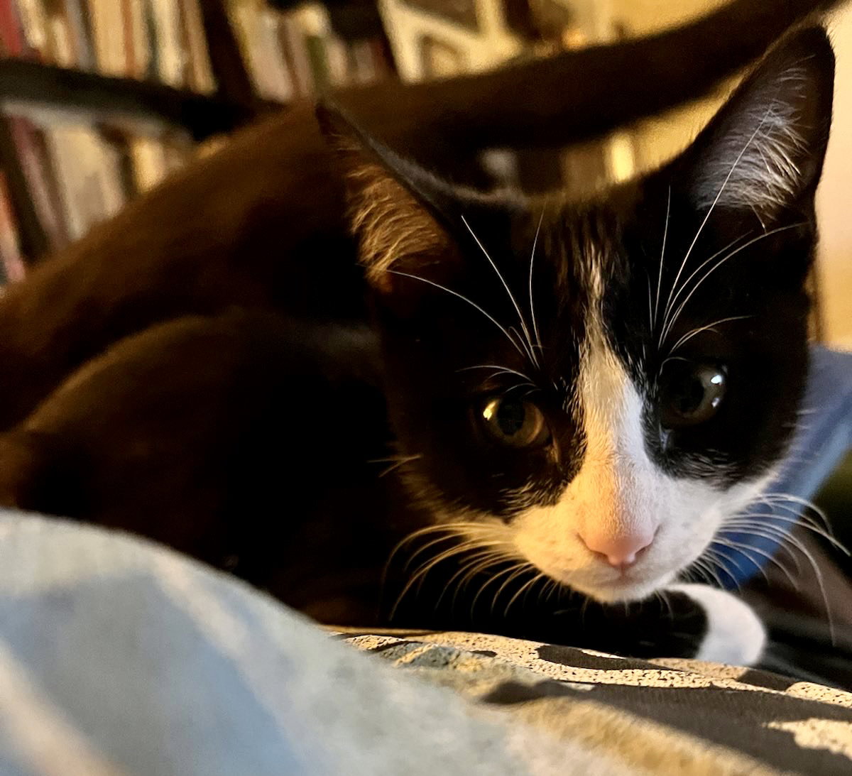 Cats for Adoption in Tigard, Oregon | Alpha Paw