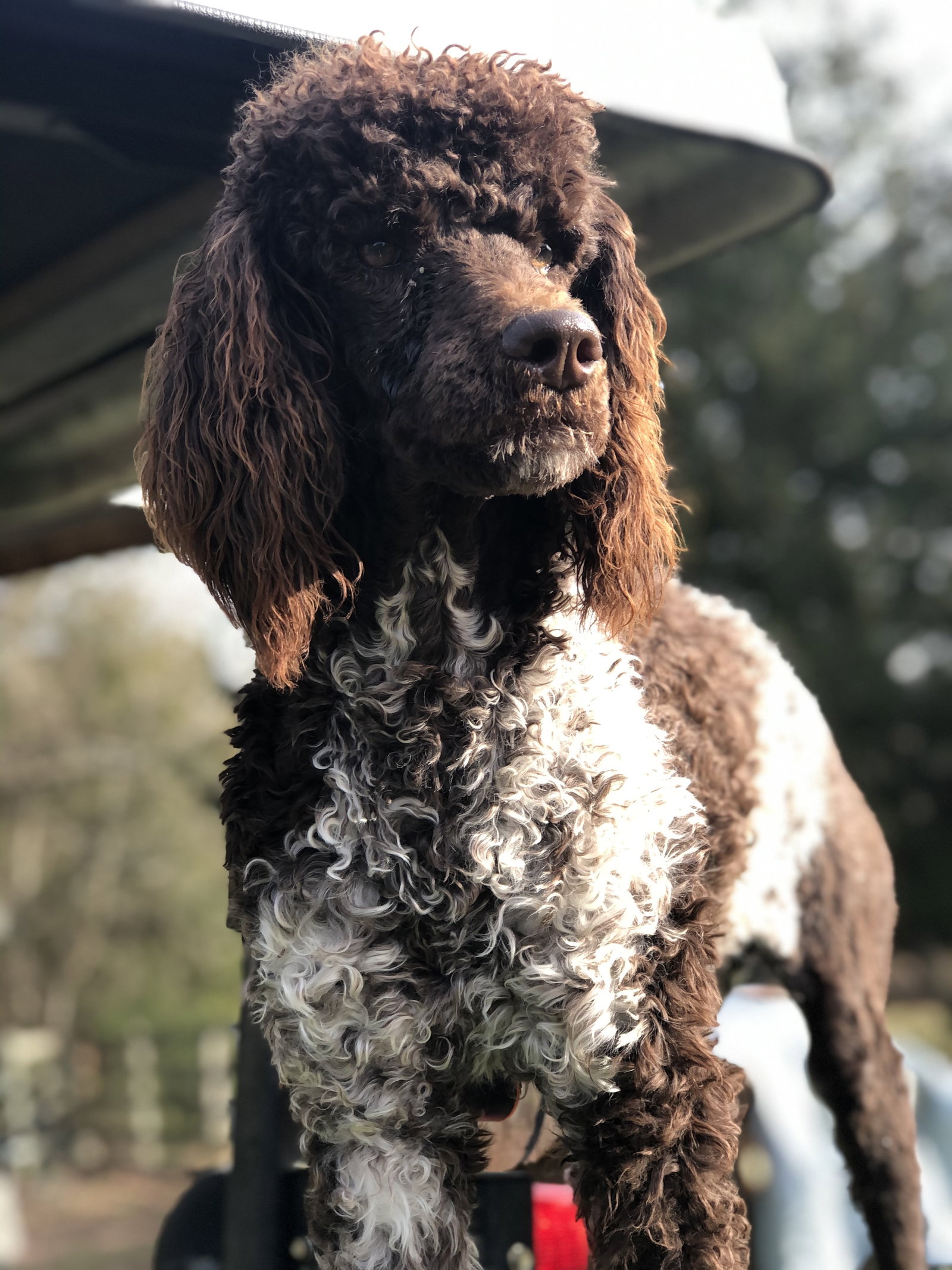 Available Dogs – Carolina Poodle Rescue