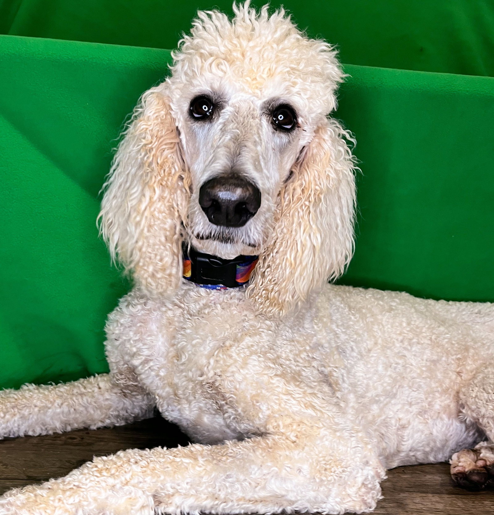 Meet An Adoptable Dog – Carolina Poodle Rescue