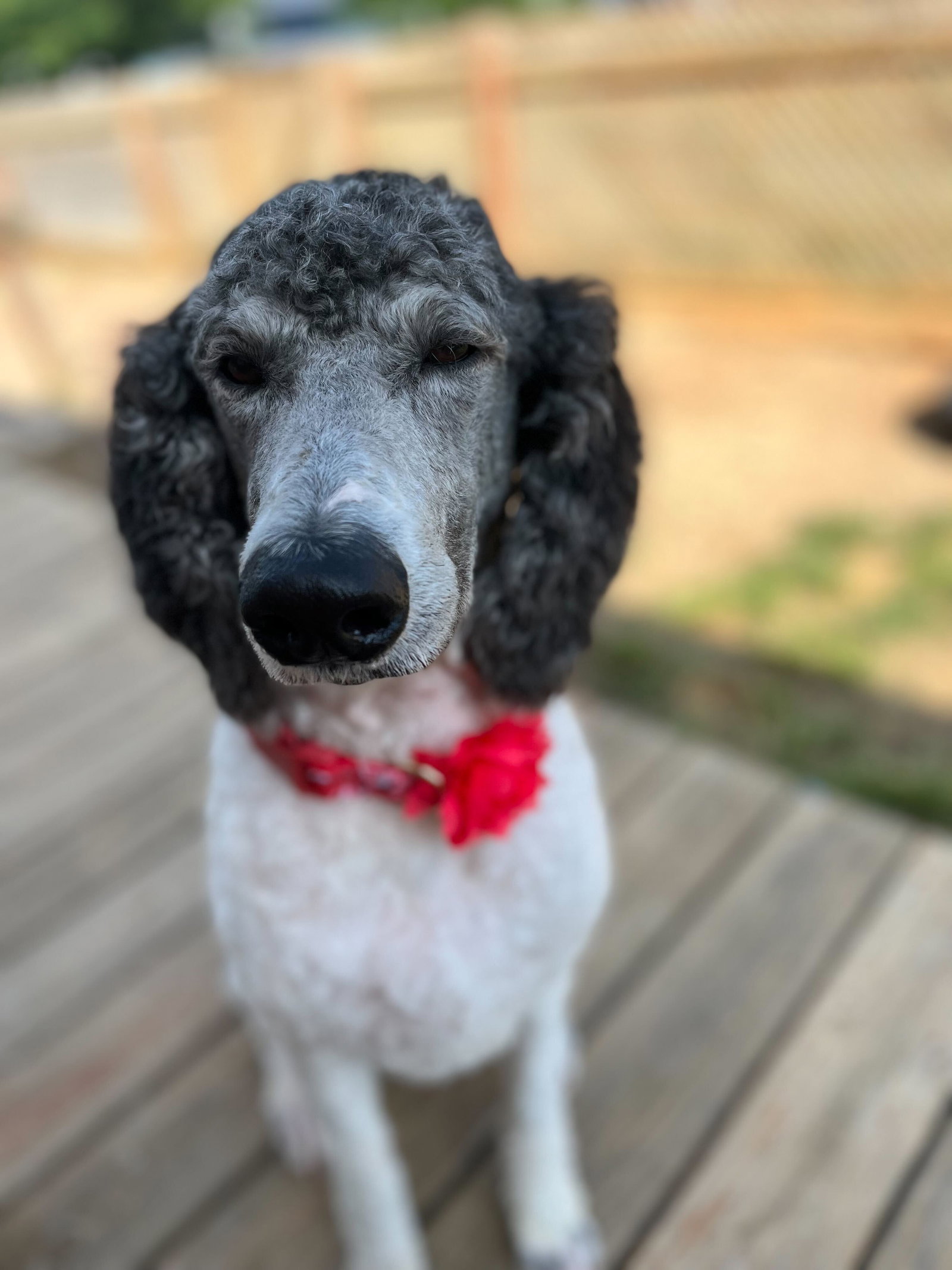 Available Dogs - Carolina Poodle Rescue