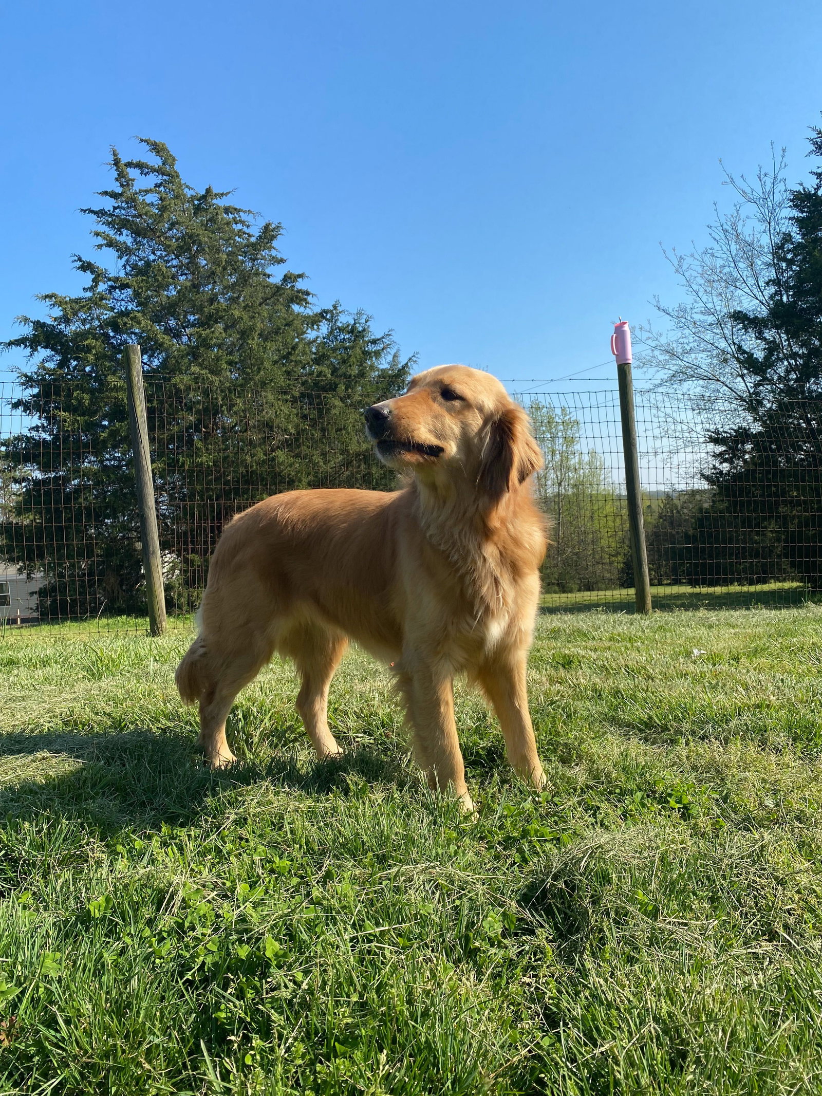 Dog for Adoption - Amber Aug 22, a Golden Retriever in Blaine, TN ...