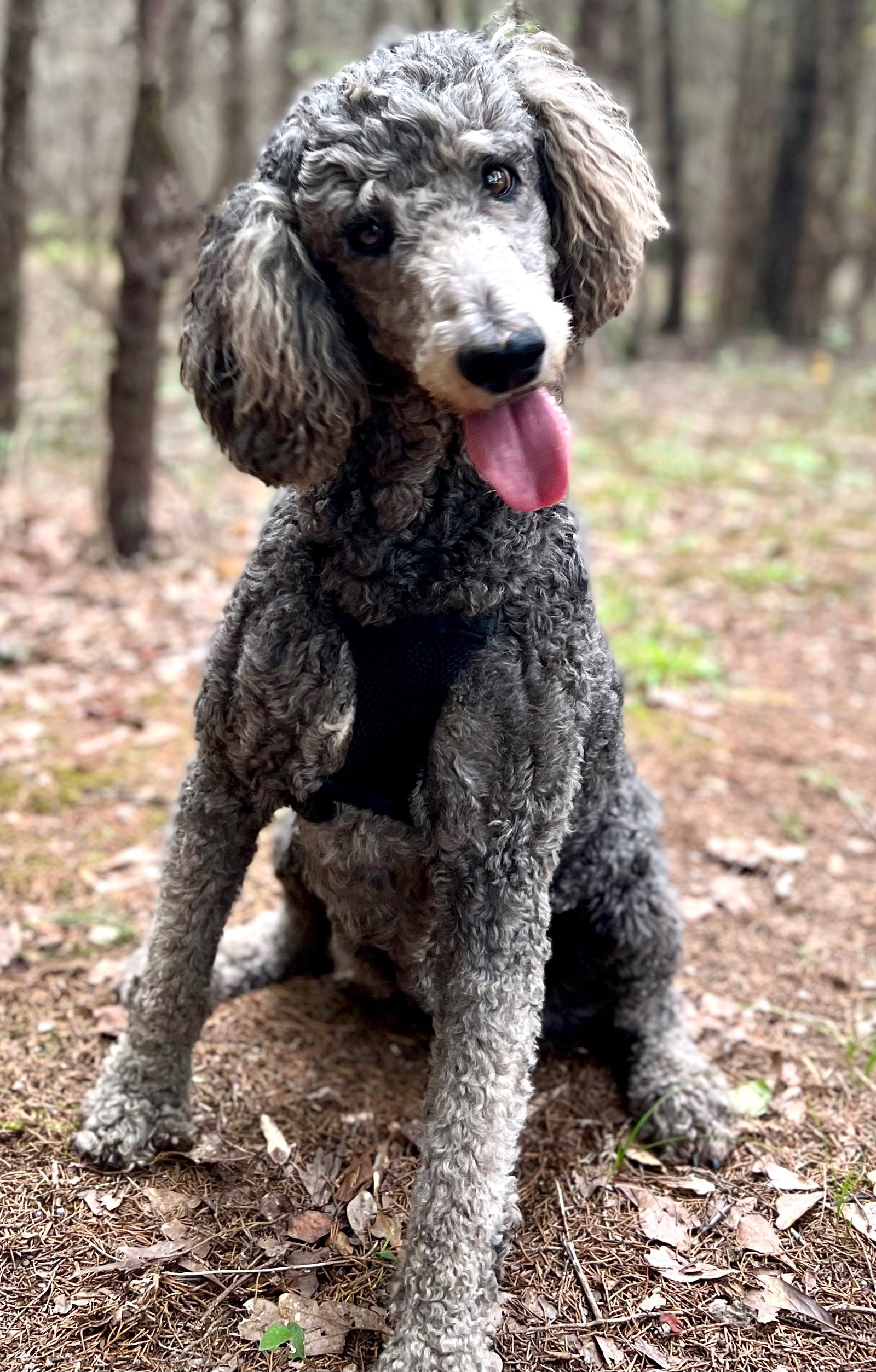 Available Dogs - Carolina Poodle Rescue
