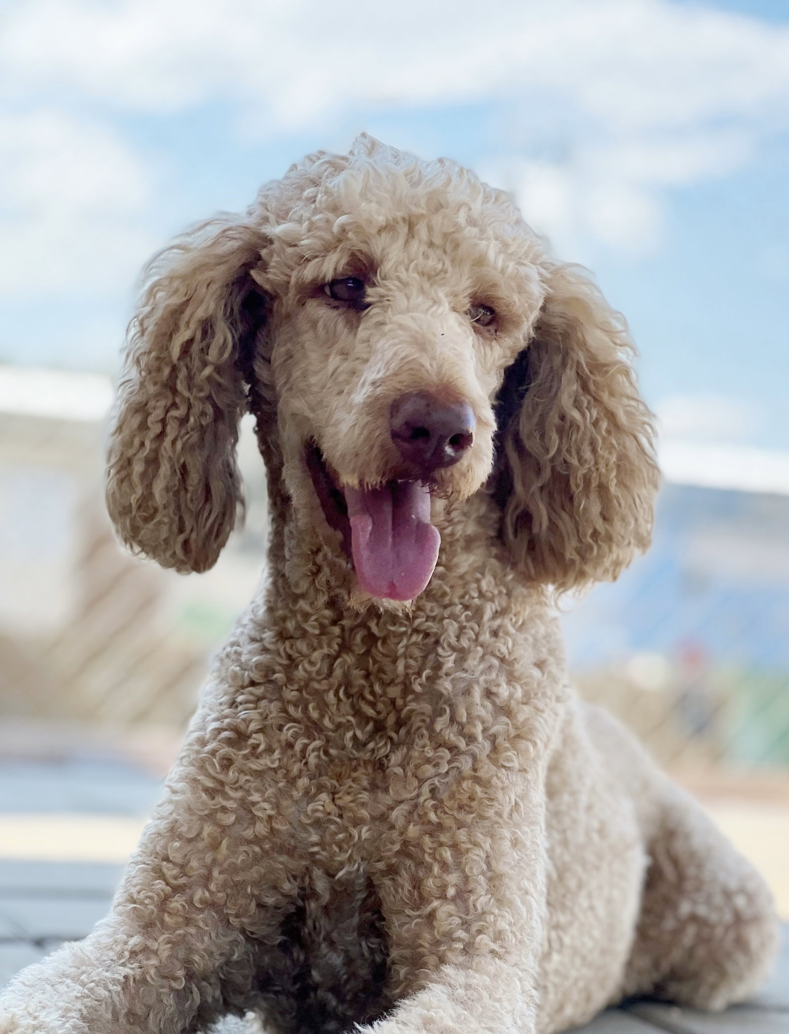 Available Dogs - Carolina Poodle Rescue