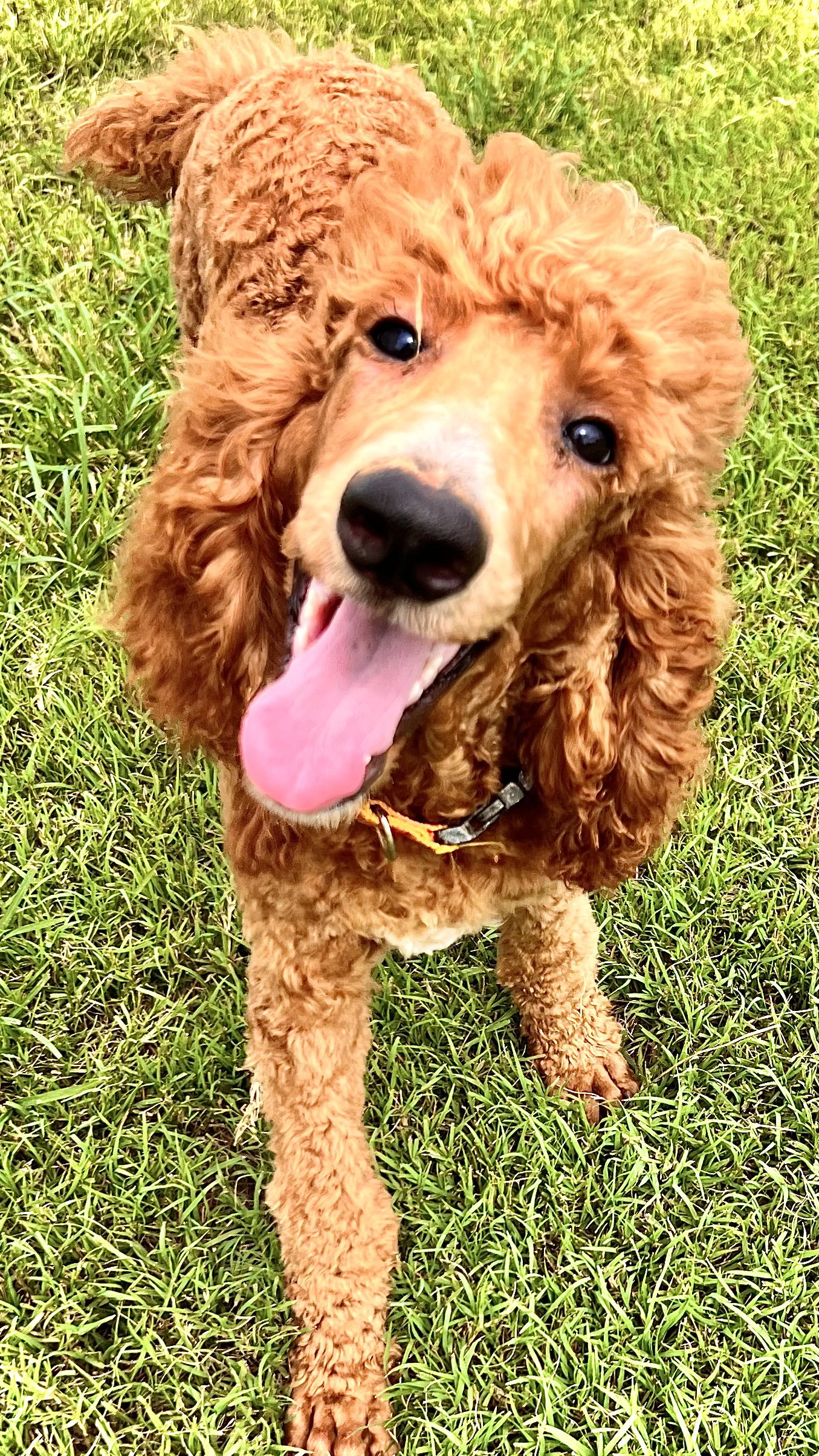 Available Dogs - Carolina Poodle Rescue