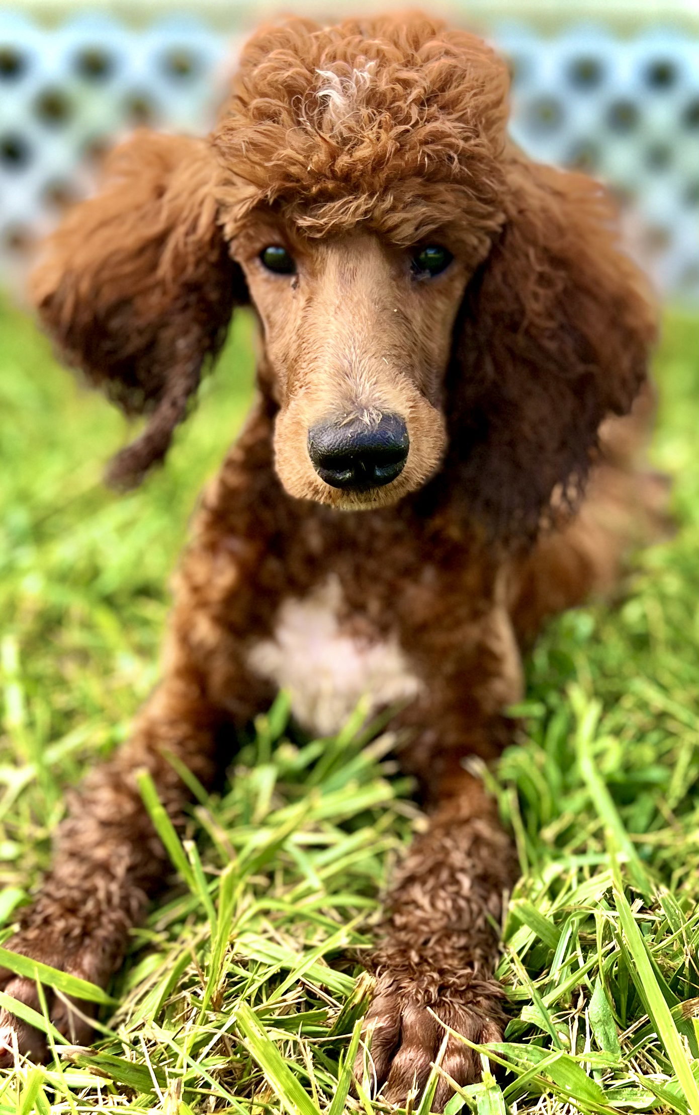 Available Dogs - Carolina Poodle Rescue