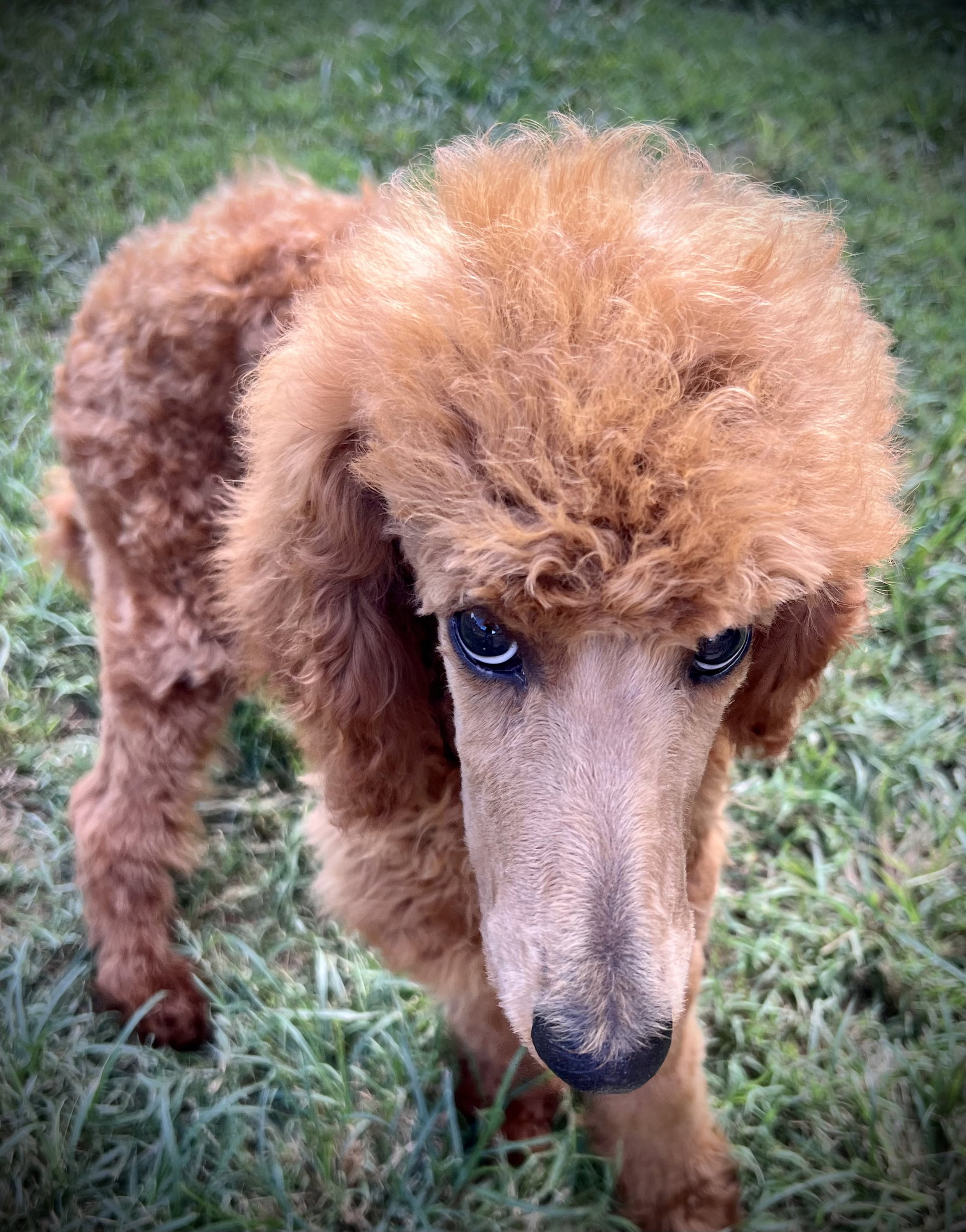 Dog for Adoption - Nova Sep 22 - too many aps, a Poodle (Standard) in ...