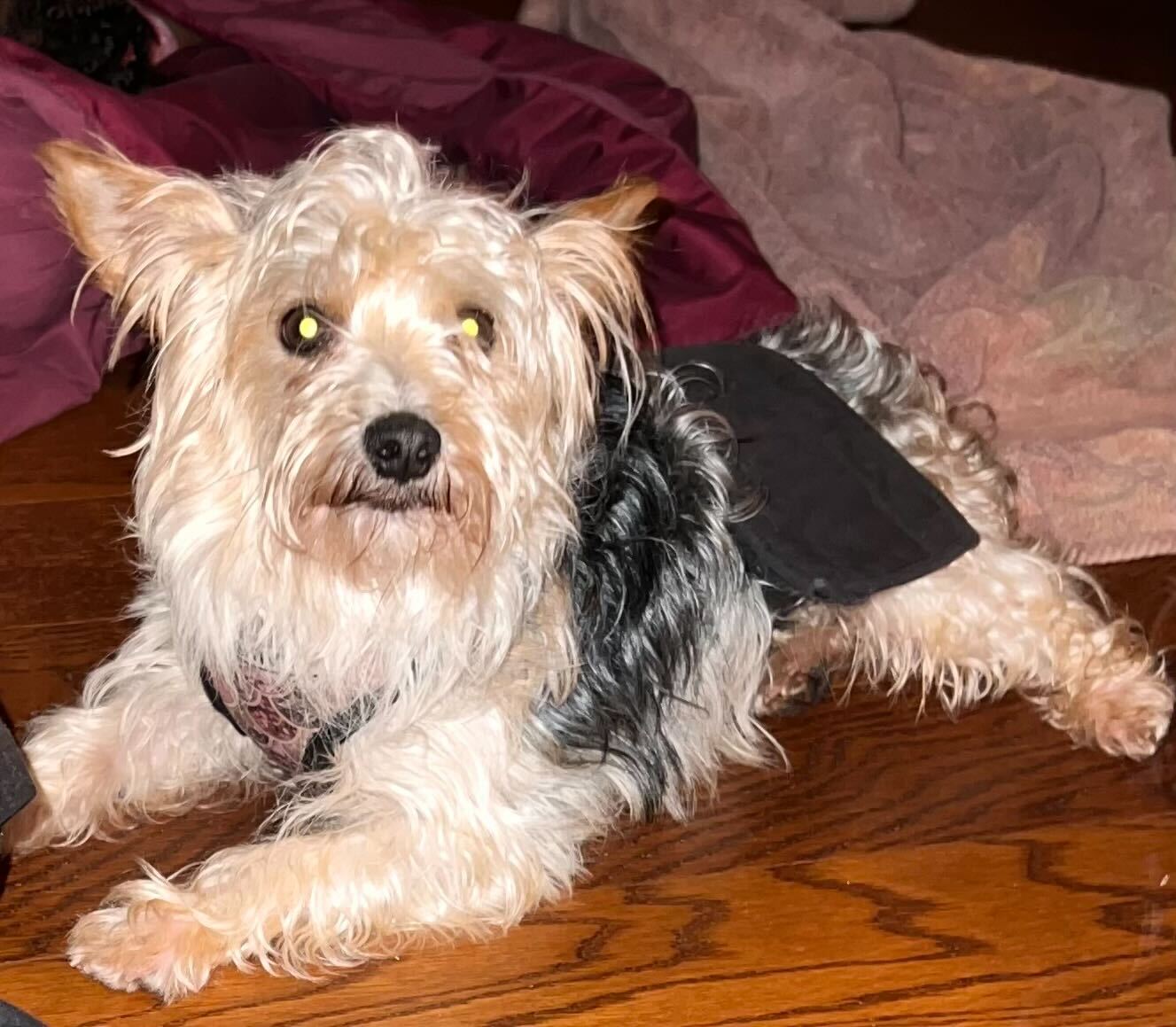 Available Dogs – Carolina Poodle Rescue