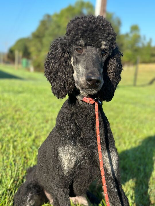 Available Dogs – Carolina Poodle Rescue