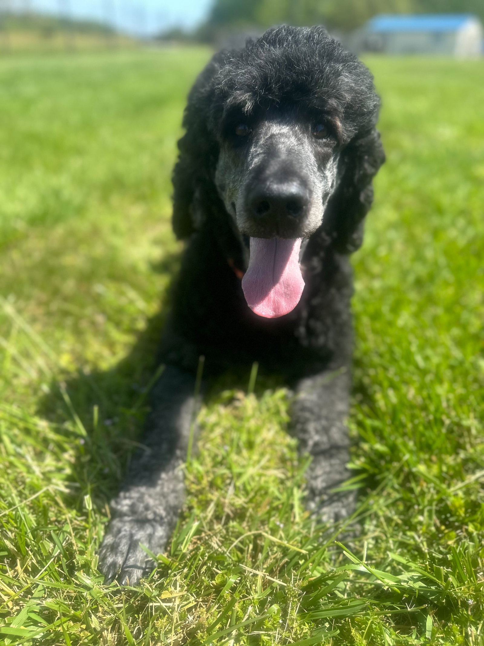 Dog for Adoption - Phoebe Mar 23, a Poodle (Standard) in Watts Mills ...