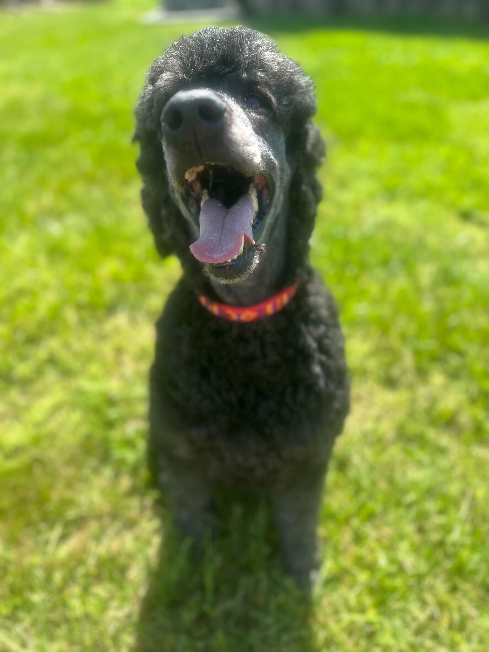 Dog for Adoption - Phoebe Mar 23, a Poodle (Standard) in Watts Mills ...