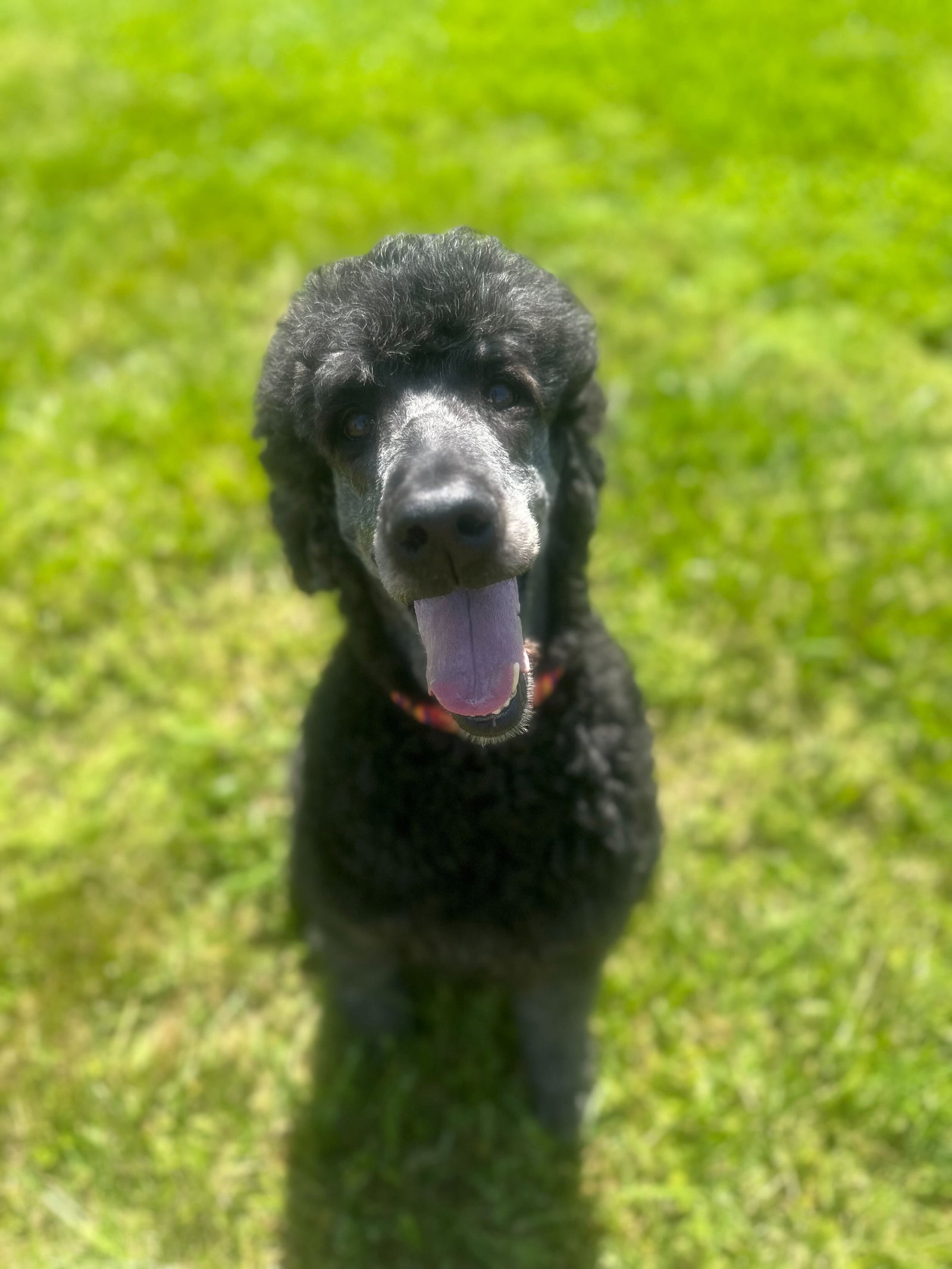 Dog for Adoption - Phoebe Mar 23, a Poodle (Standard) in Watts Mills ...