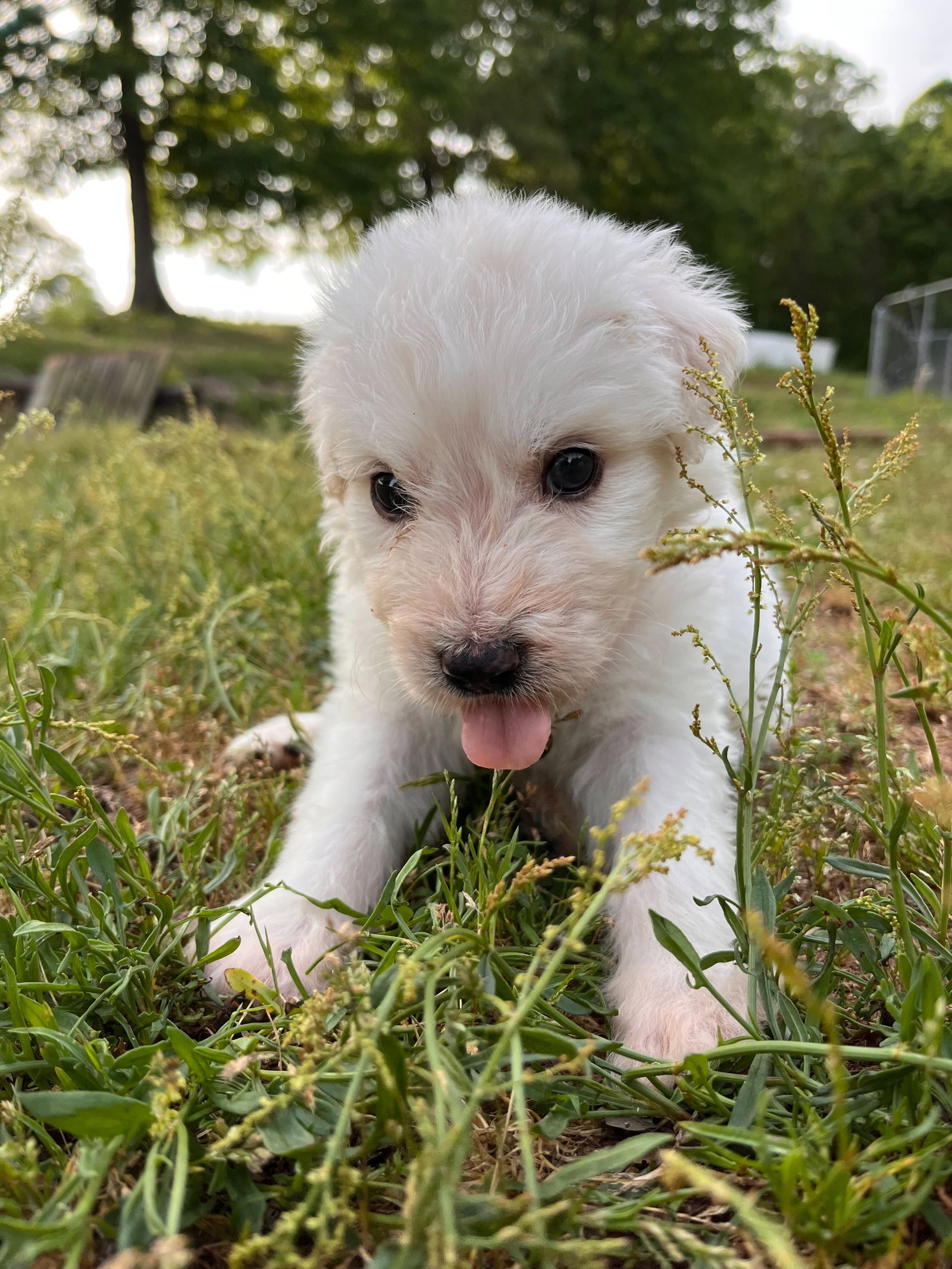Dog for Adoption - Maizy Pup 11 White Male Cream Collar, a Poodle ...