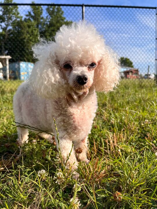 Available Dogs - Carolina Poodle Rescue