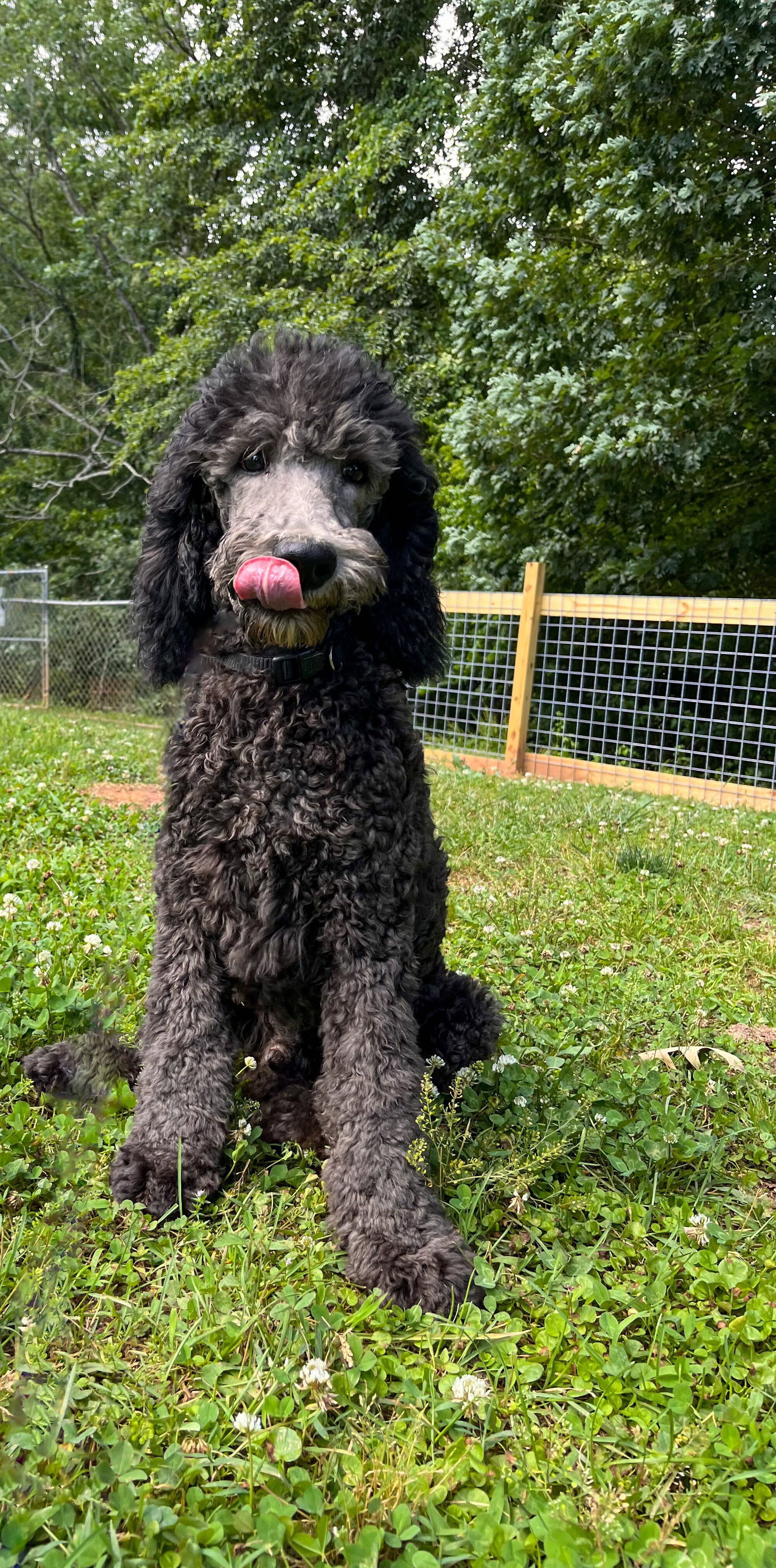 Available Dogs - Carolina Poodle Rescue